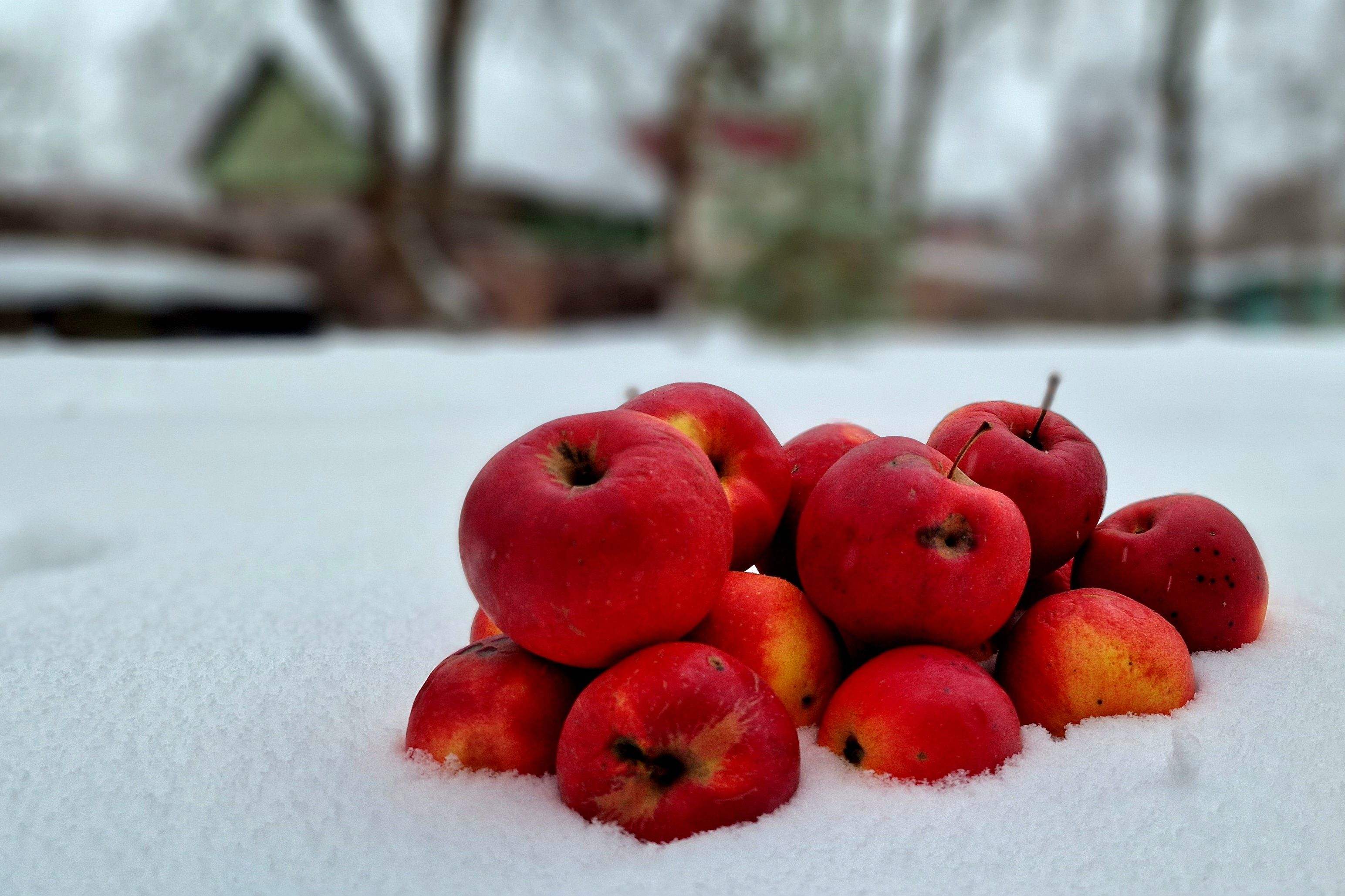 Half of an Apple · Free Stock Photo