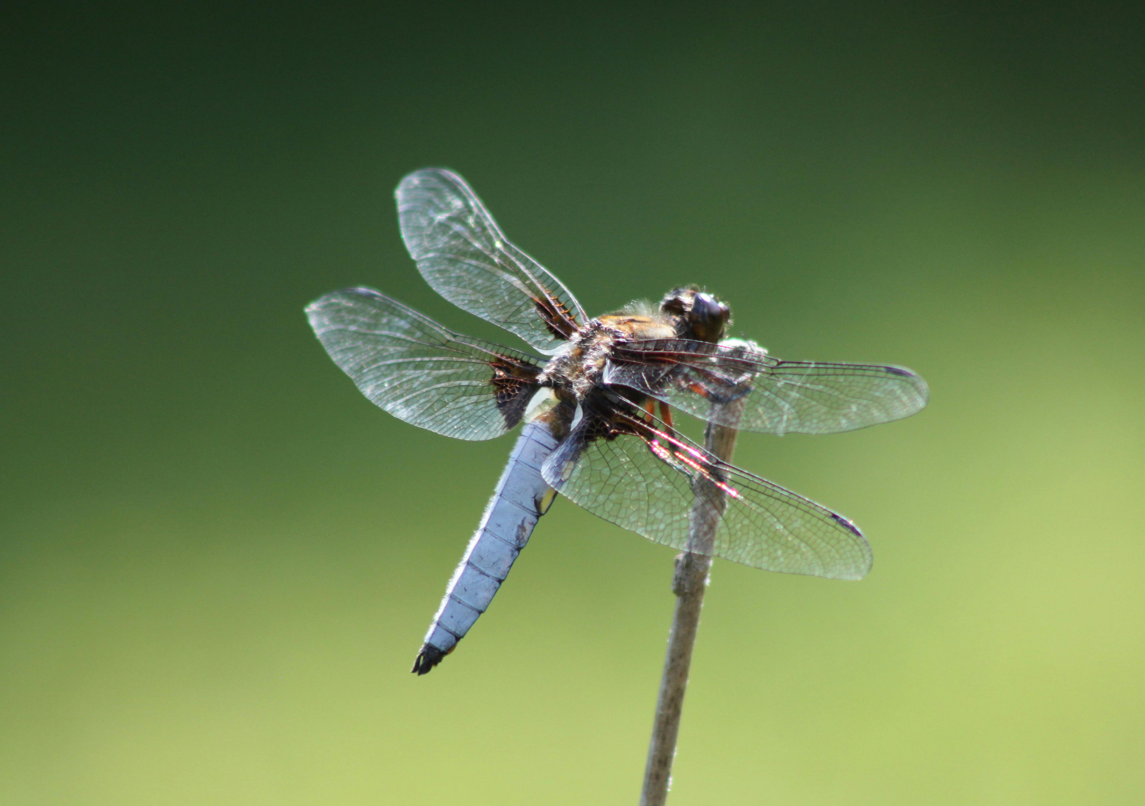 Petits Insectes Photos, Download The BEST Free Petits Insectes Stock ...