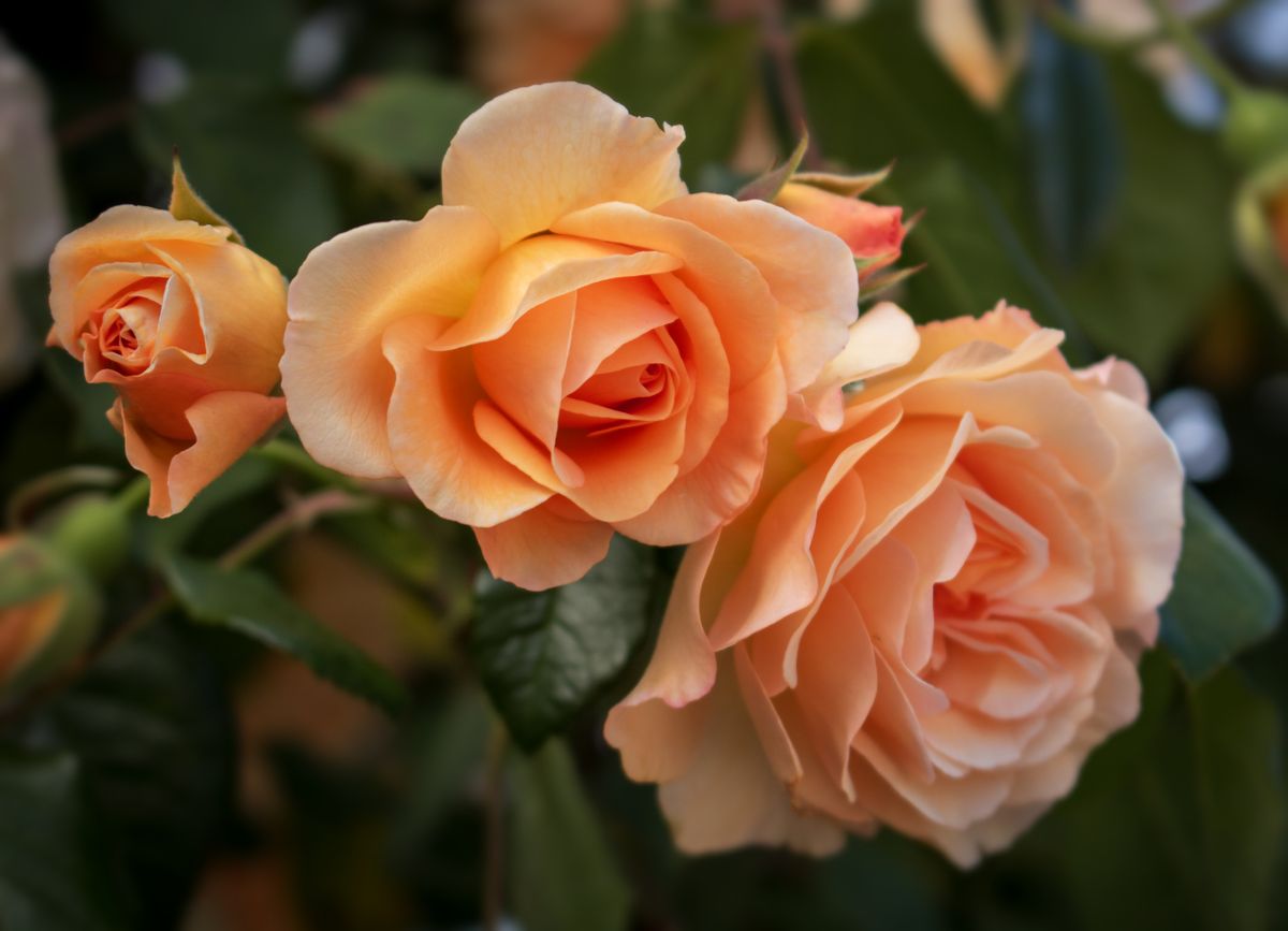 Bus Roses Photos, Download The BEST Free Bus Roses Stock Photos & HD Images