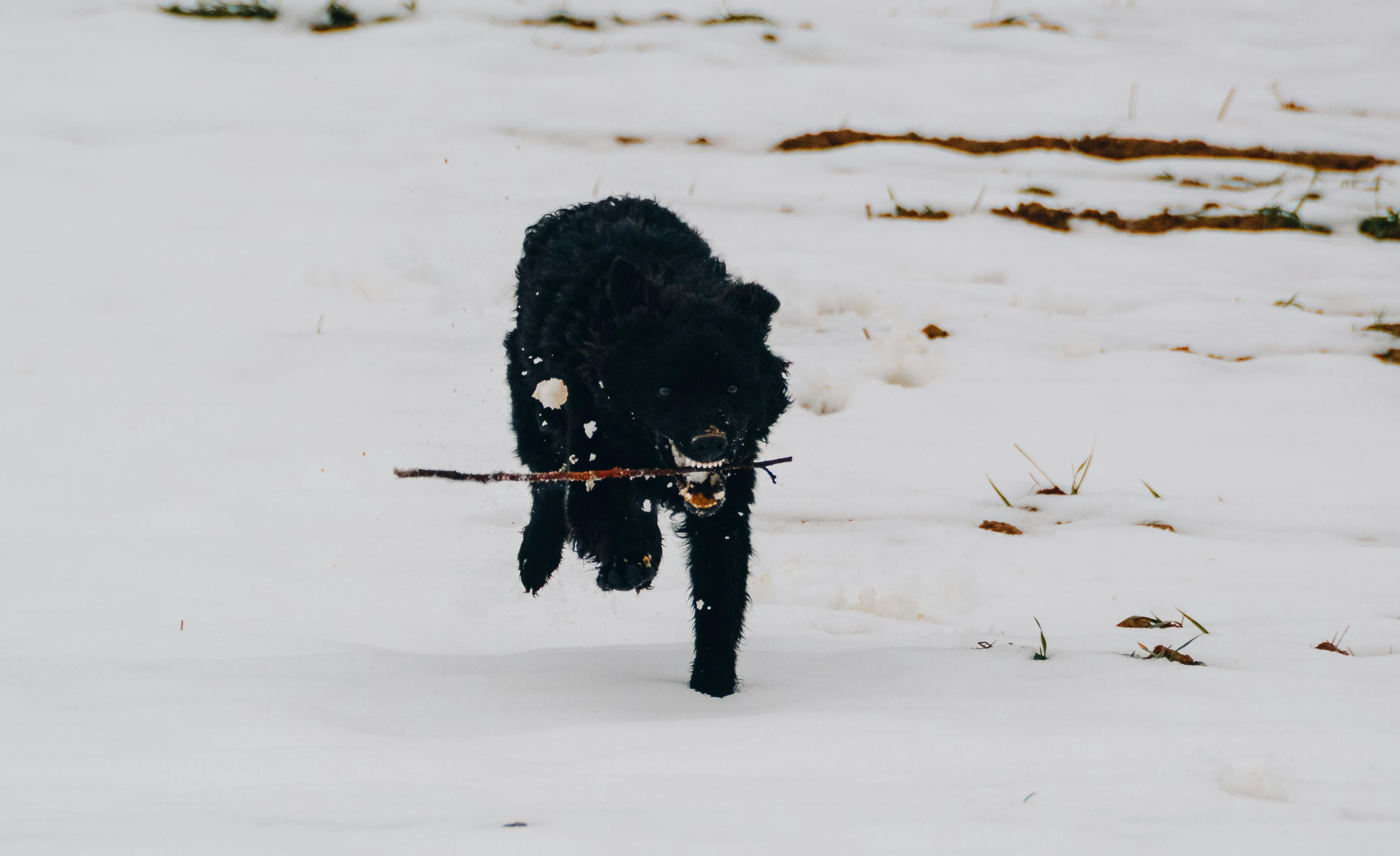 Wet Dog Fetching a Stick from the Sea · Free Stock Photo