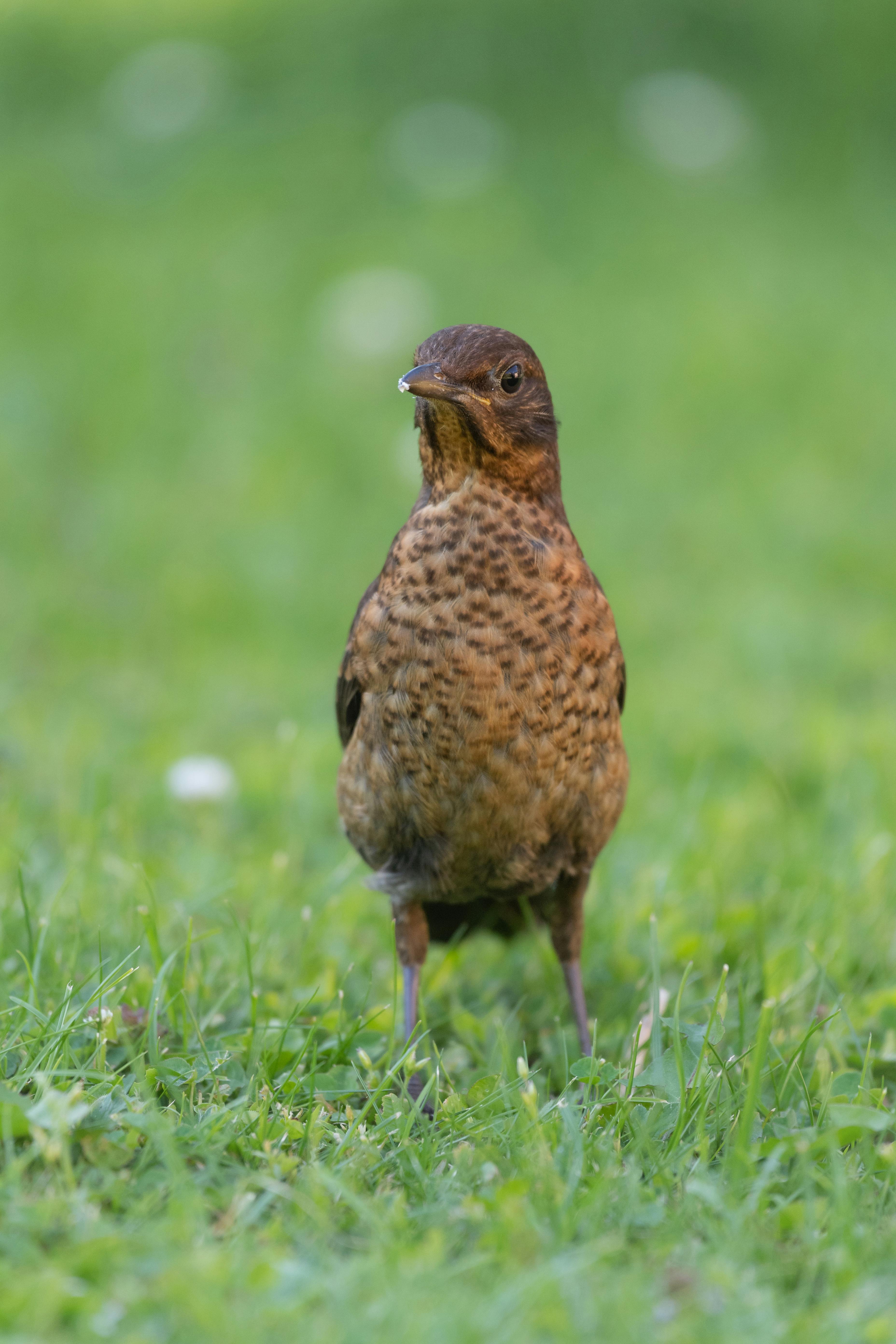 Bird in Grass · Free Stock Photo