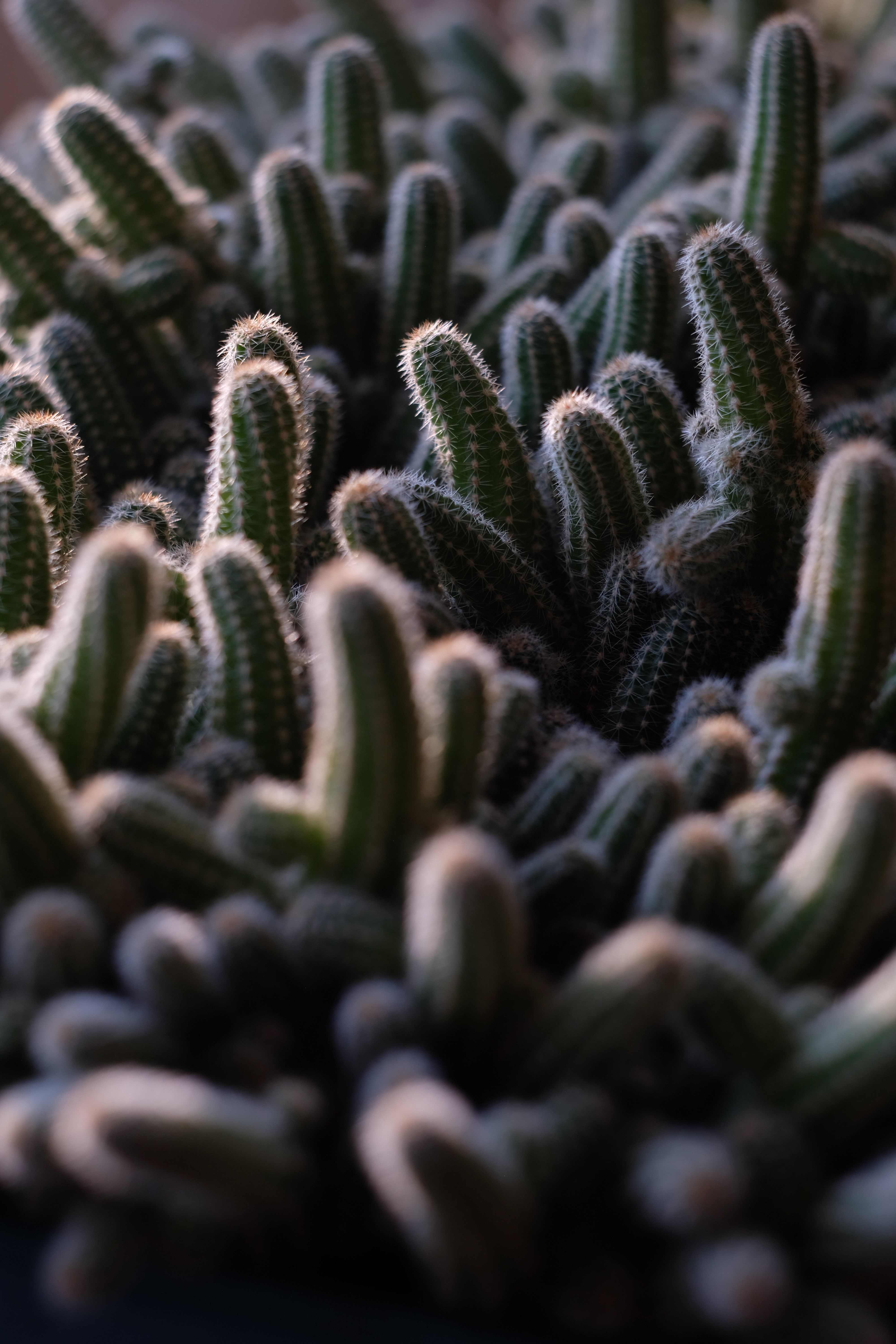 Close up of Cacti · Free Stock Photo