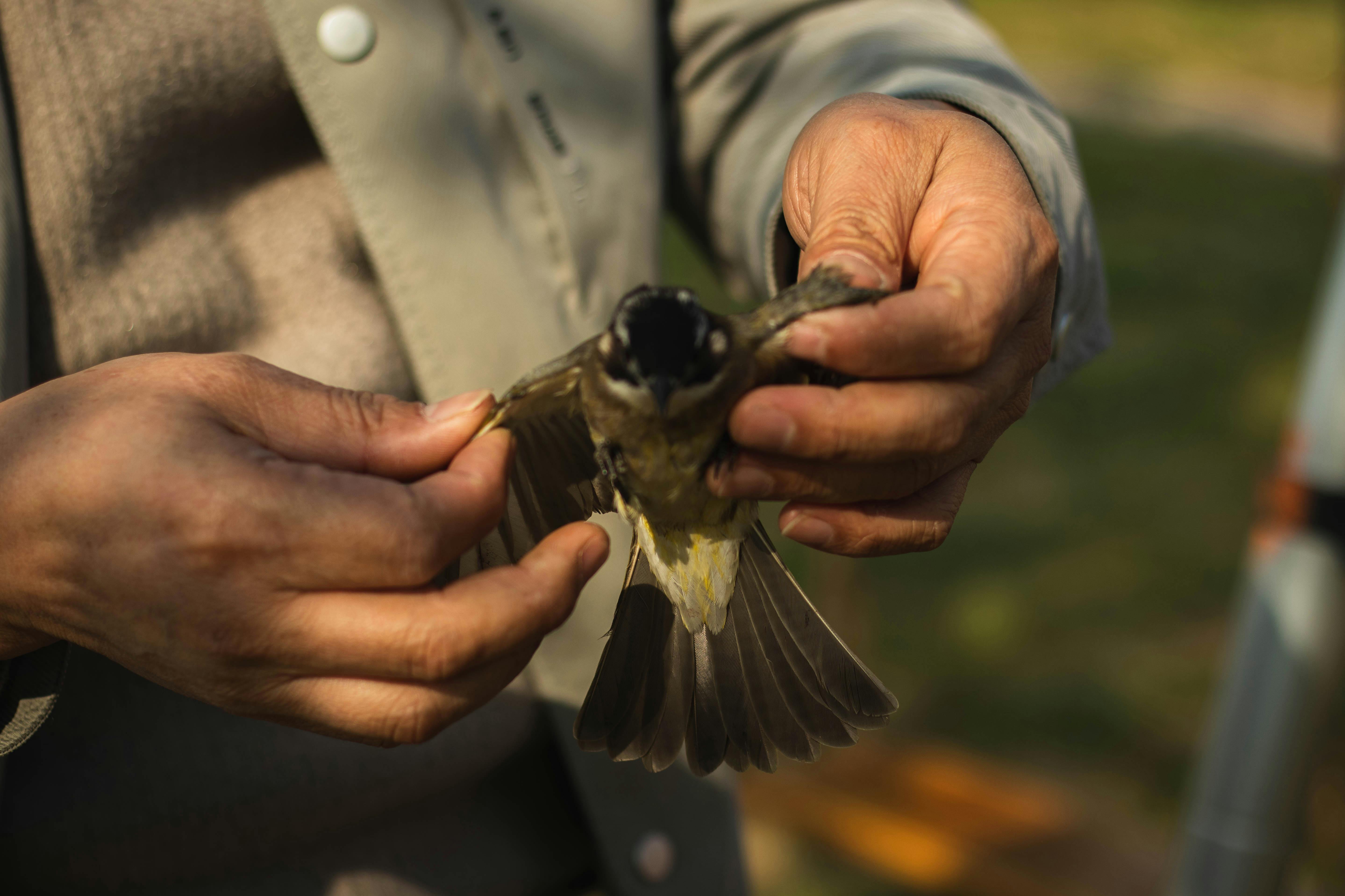 Man Holding a Bird · Free Stock Photo