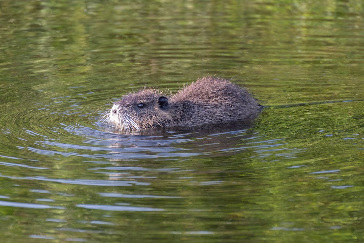 Beaver Photos, Download The BEST Free Beaver Stock Photos & HD Images