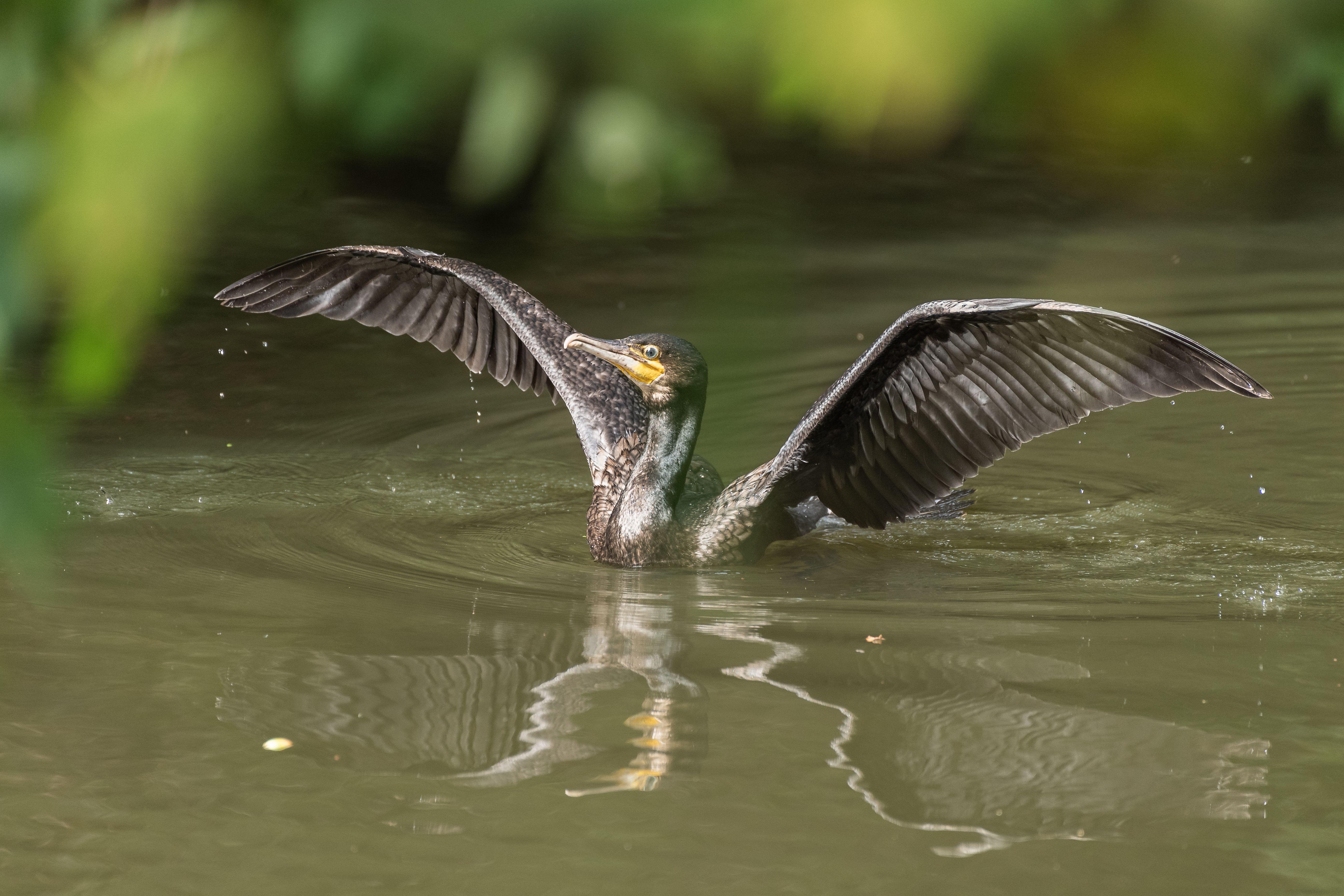 Double-crested Cormorant on Water · Free Stock Photo