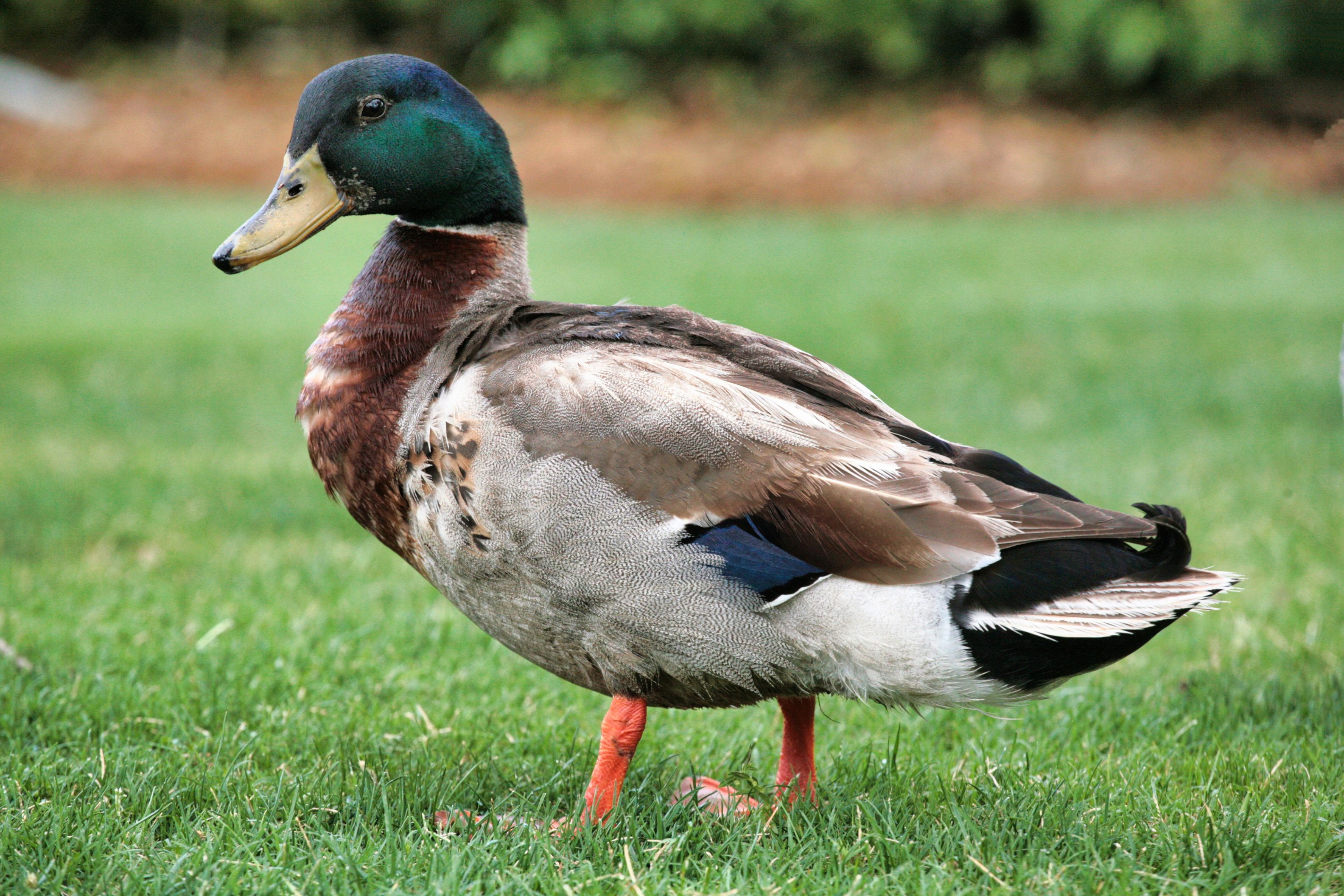 Portrait of a Duck Standing on the Grass · Free Stock Photo