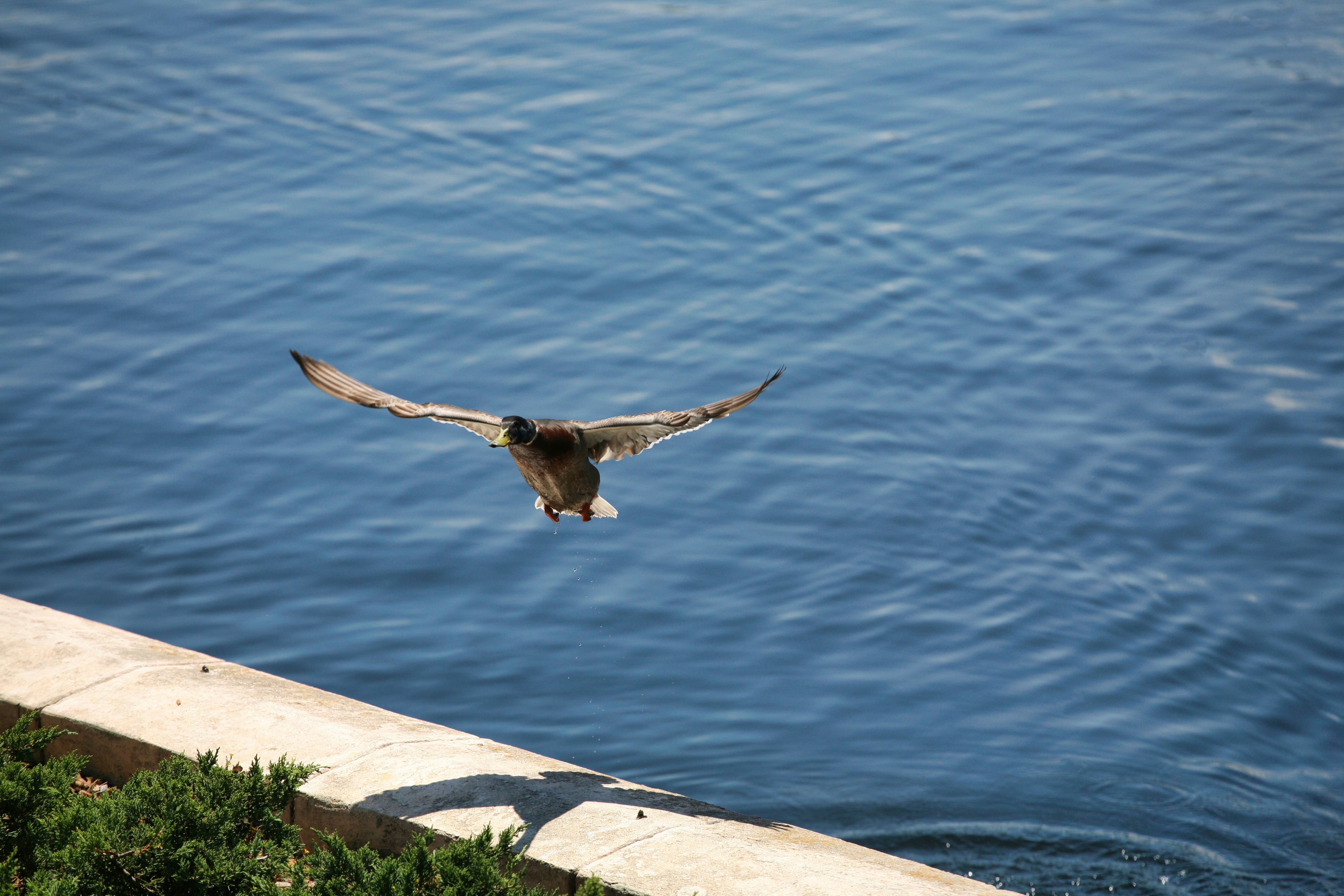 Flying Wild Duck · Free Stock Photo
