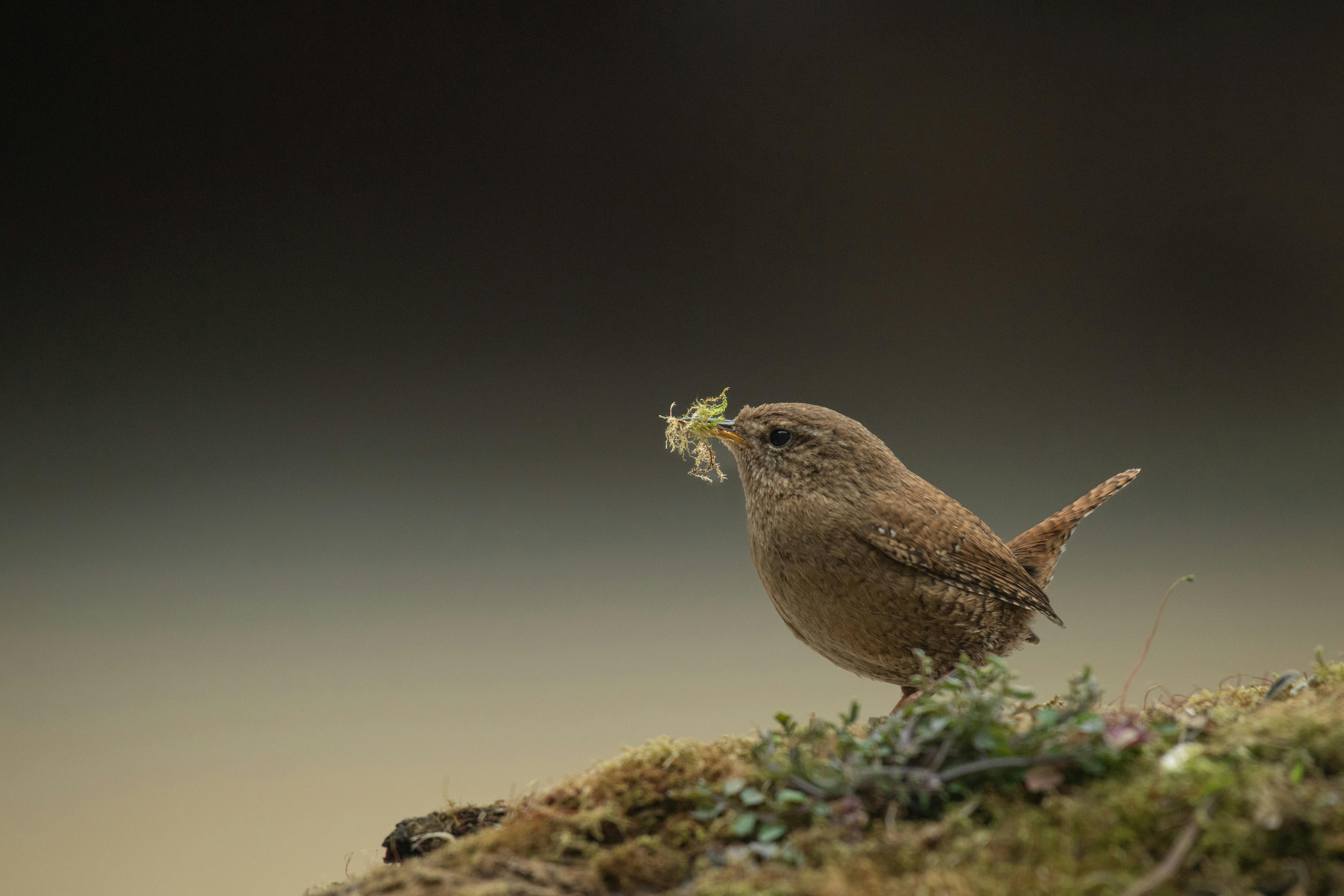 Small Brown Bird Gathering Nesting Materials · Free Stock Photo