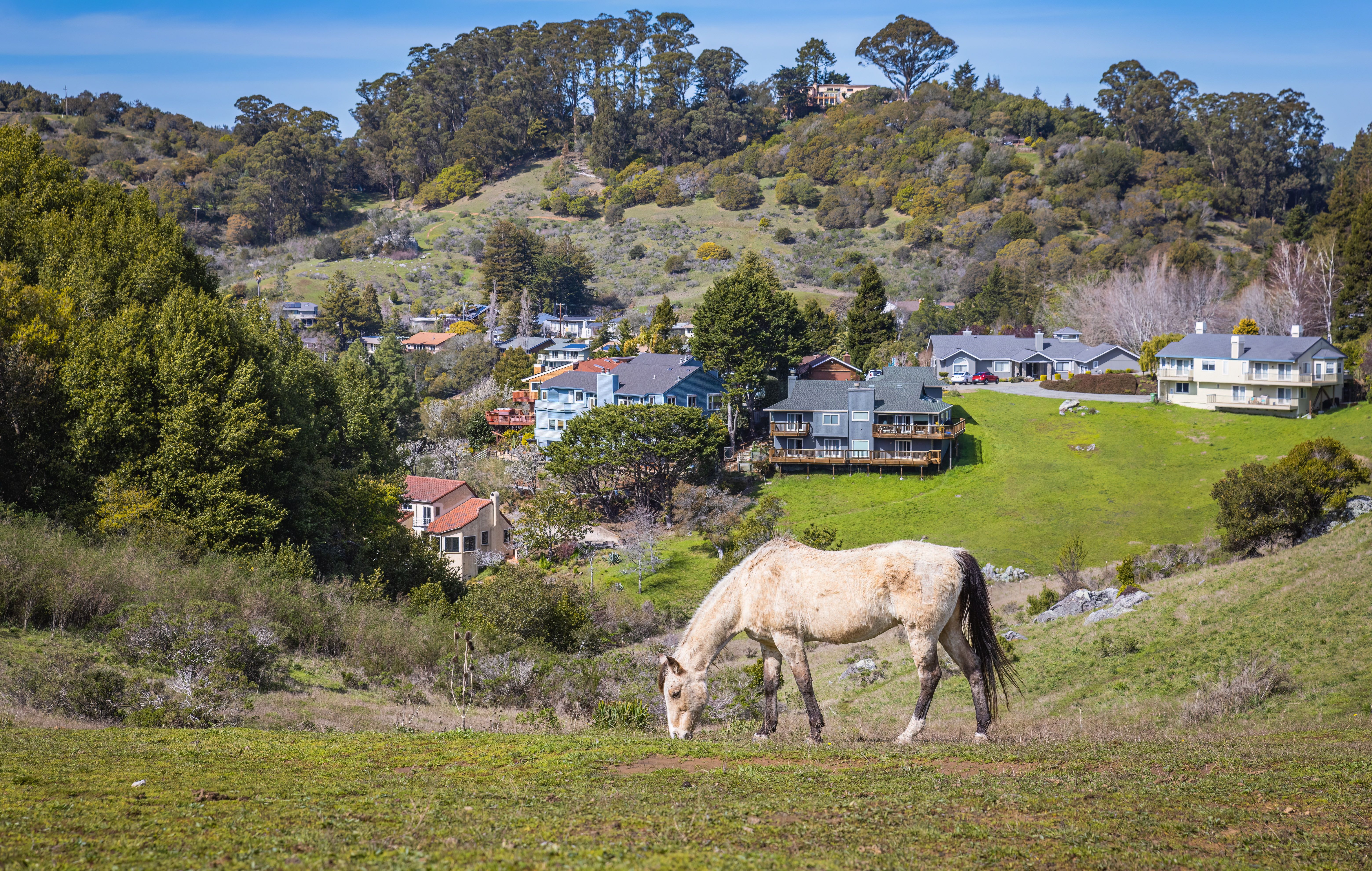 Photo of an Idyllic Countryside with a Grazing Horse in the Foreground ...
