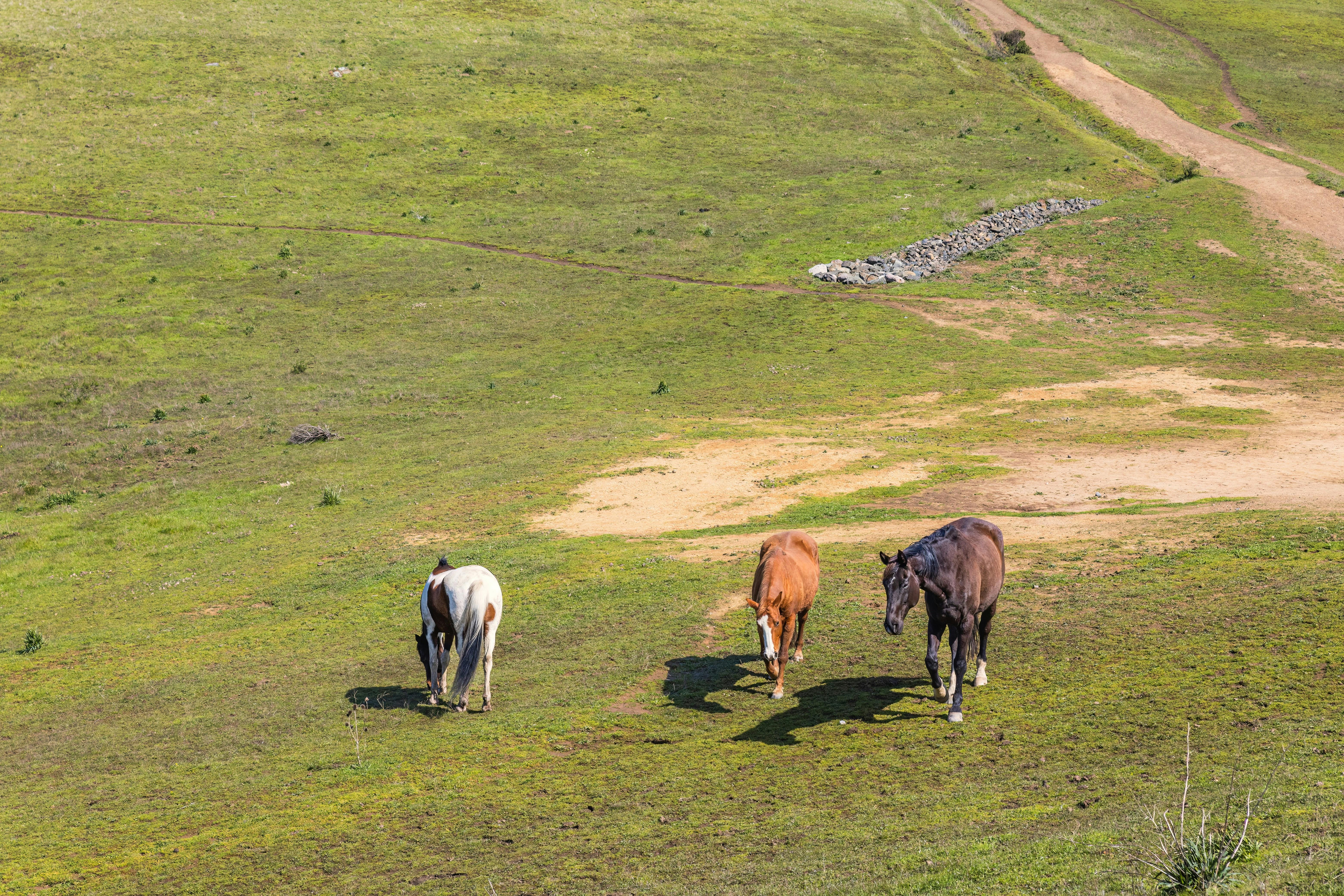 Idyllic Photo of Three Horses in the Pasture · Free Stock Photo