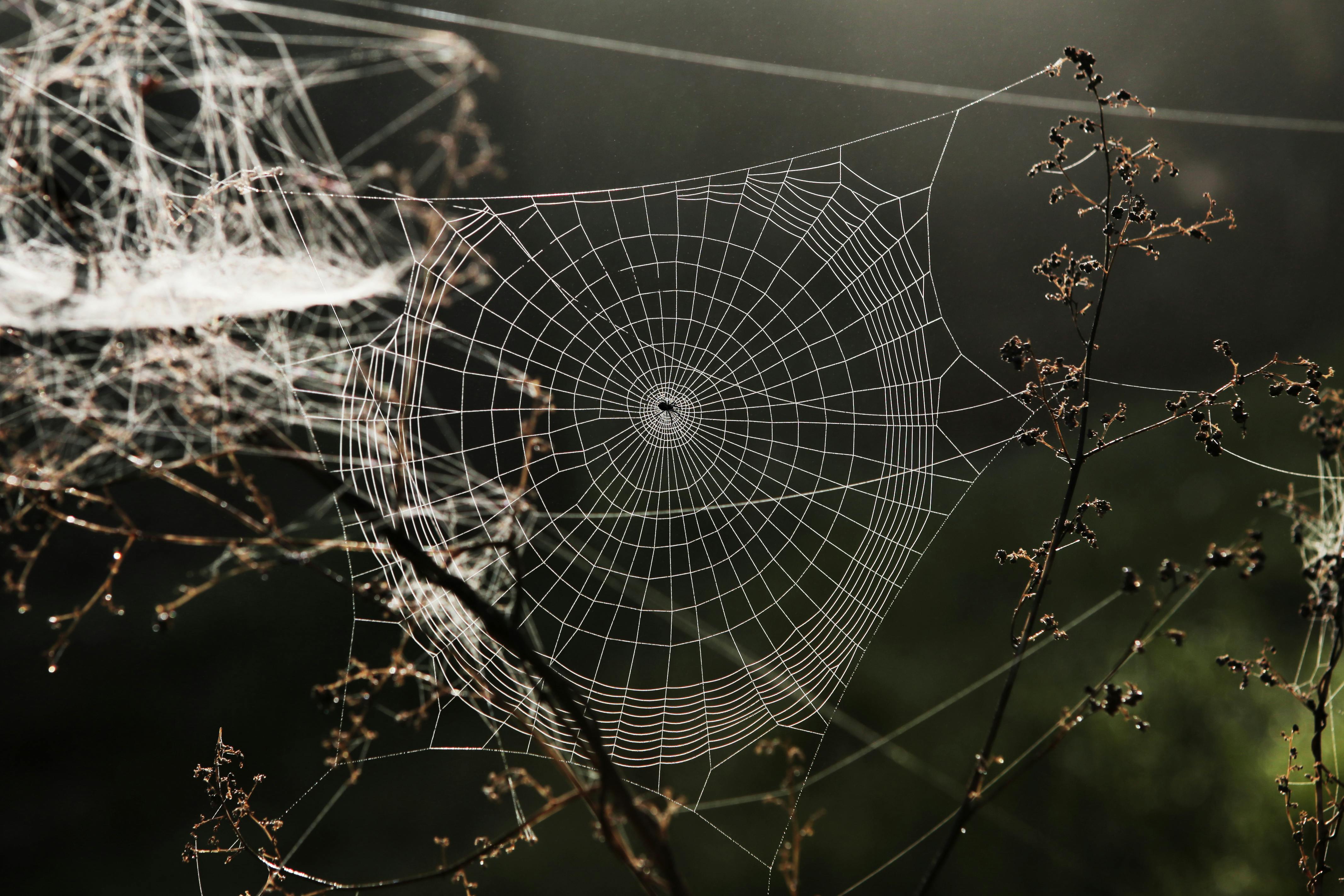 Spider Net Photos, Download The BEST Free Spider Net Stock Photos & HD ...