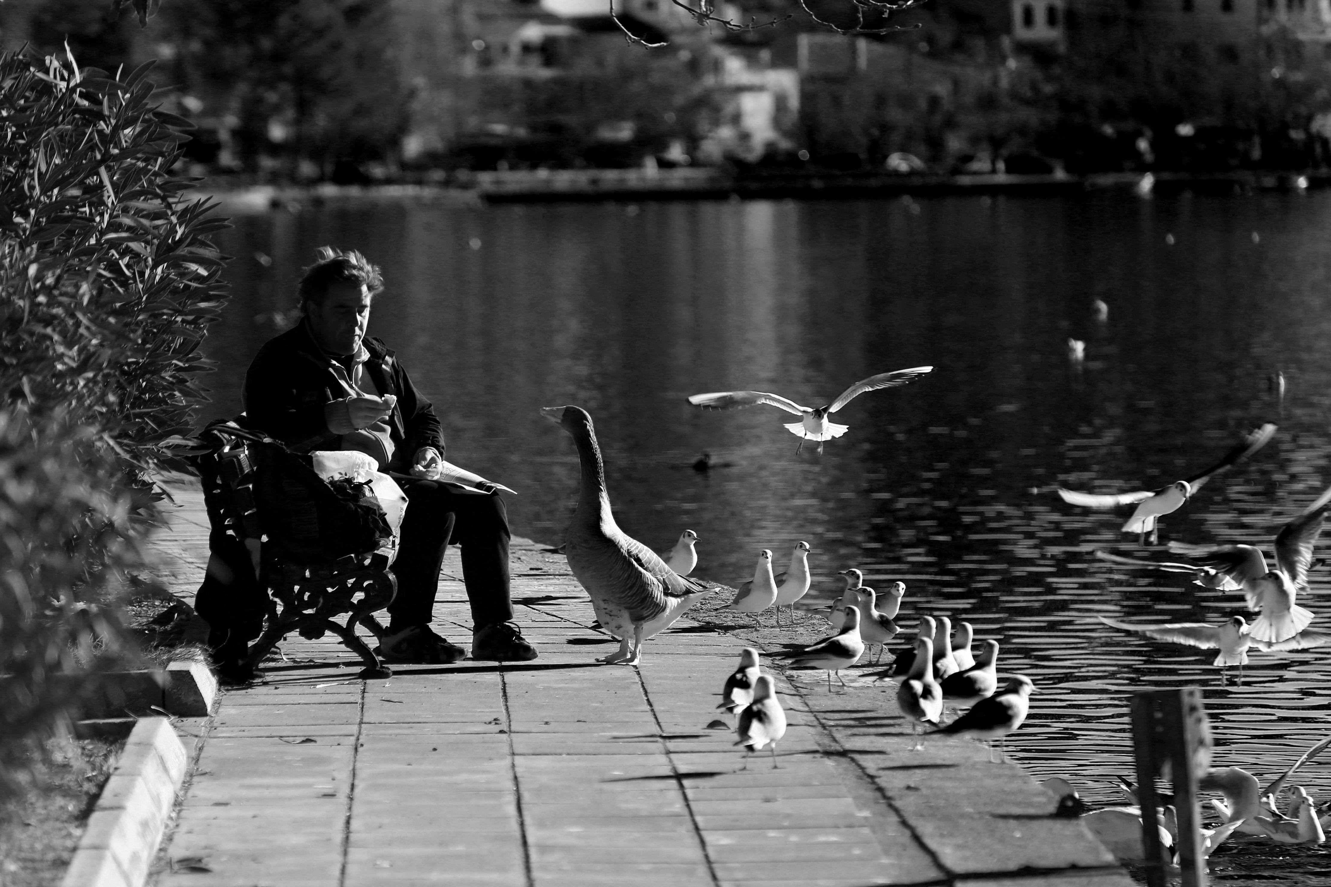 Birds Arent Real Photos, Download The BEST Free Birds Arent Real Stock ...