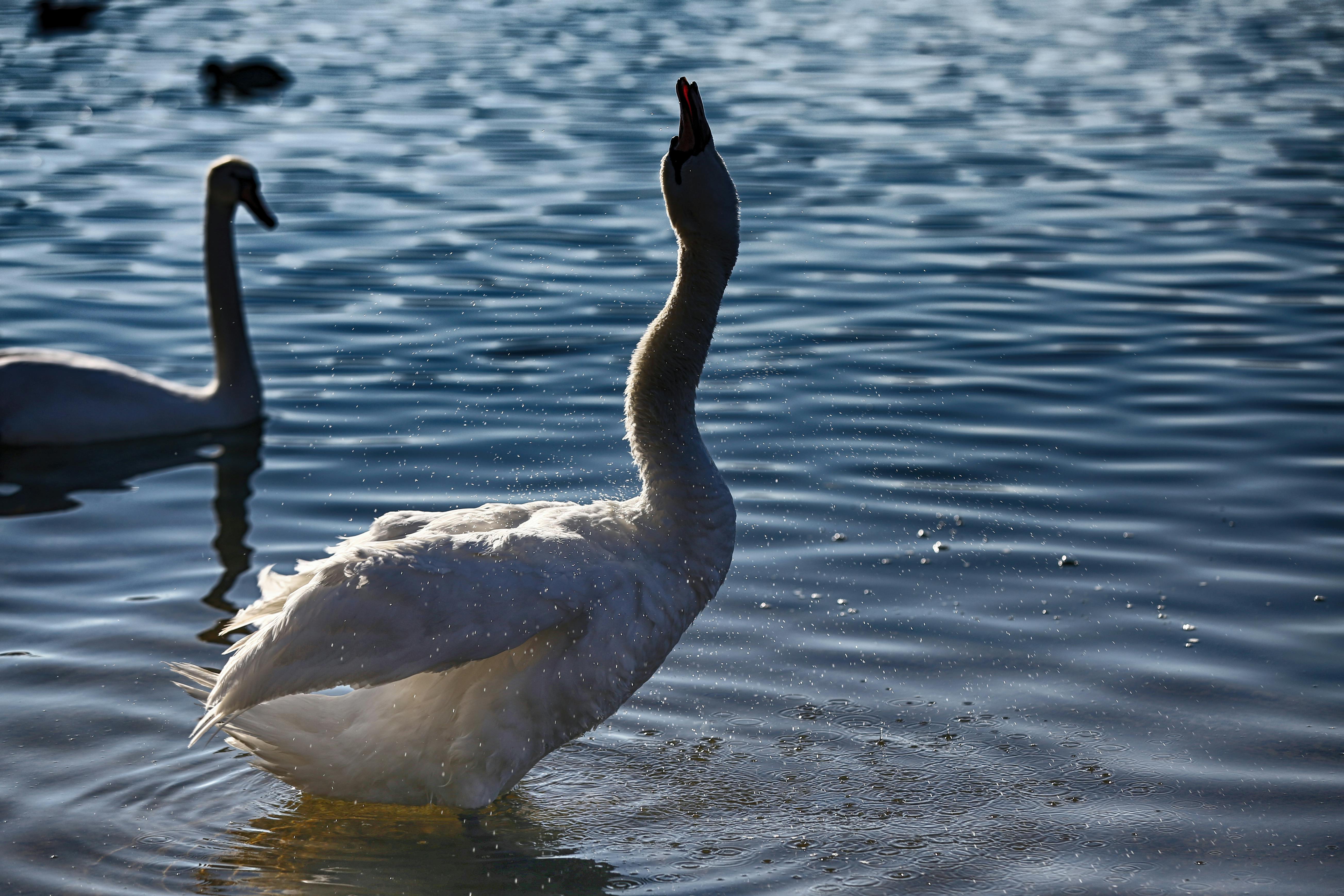 Photo of Two Swans on the Water · Free Stock Photo