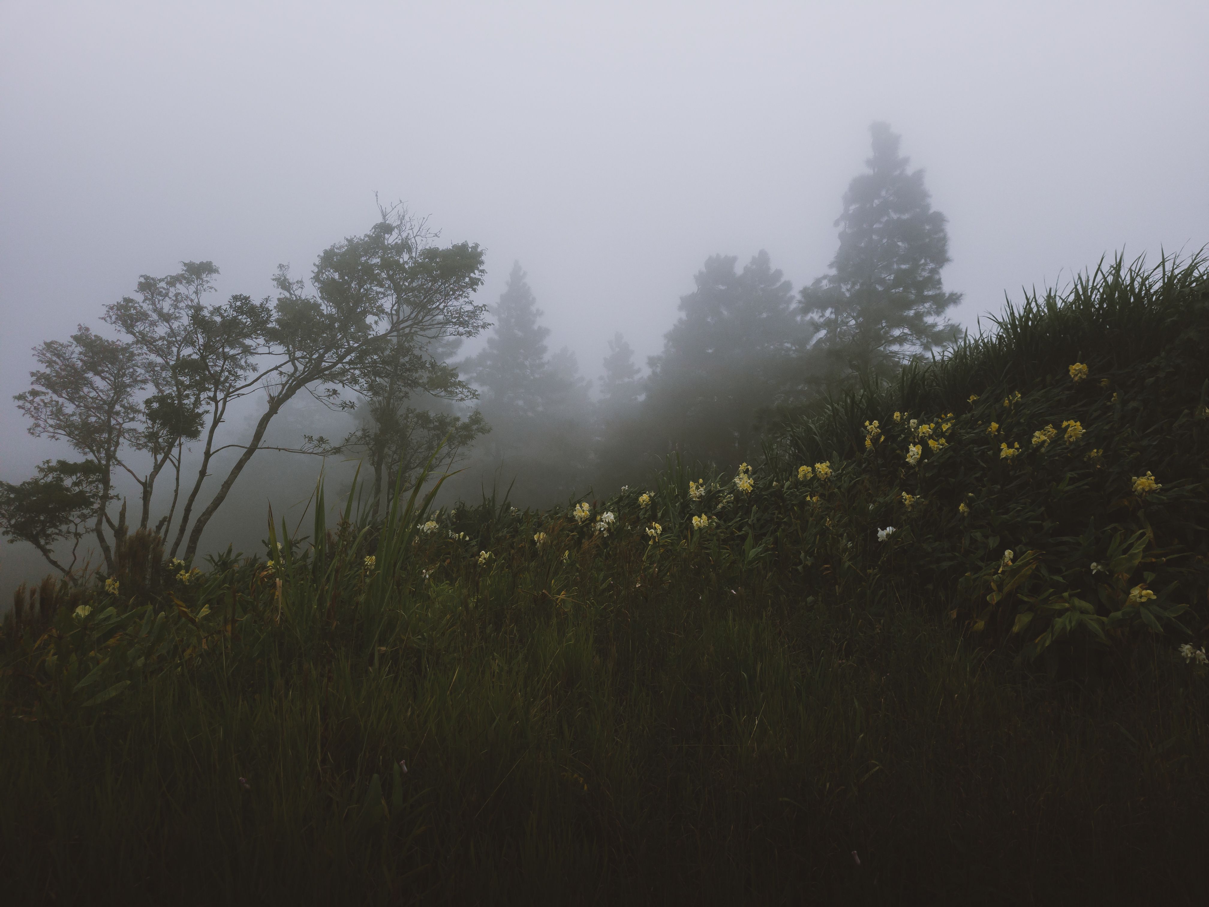 Misty Photo of a Meadow with Flowers and Trees · Free Stock Photo