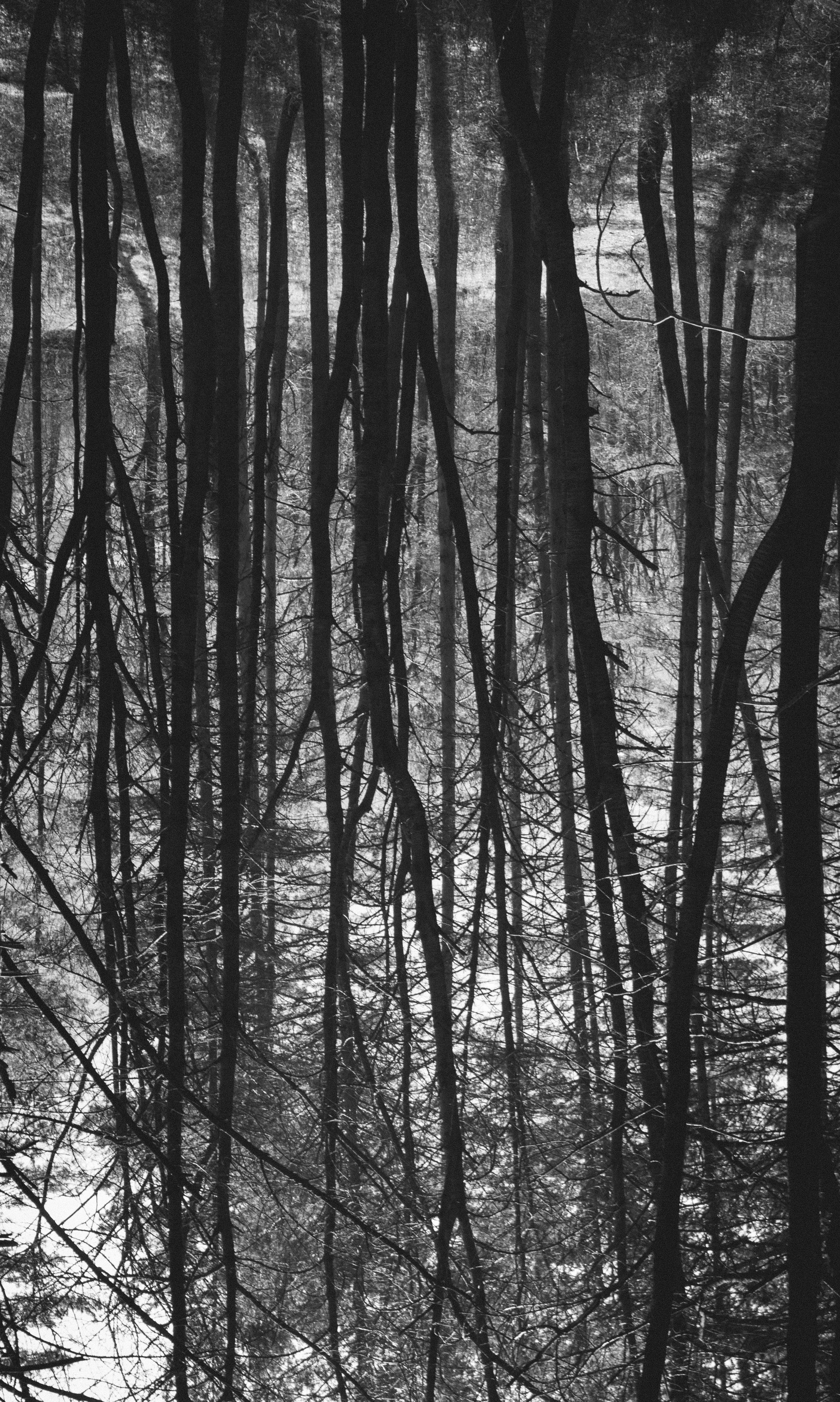 Reversed Trees in Black and White · Free Stock Photo