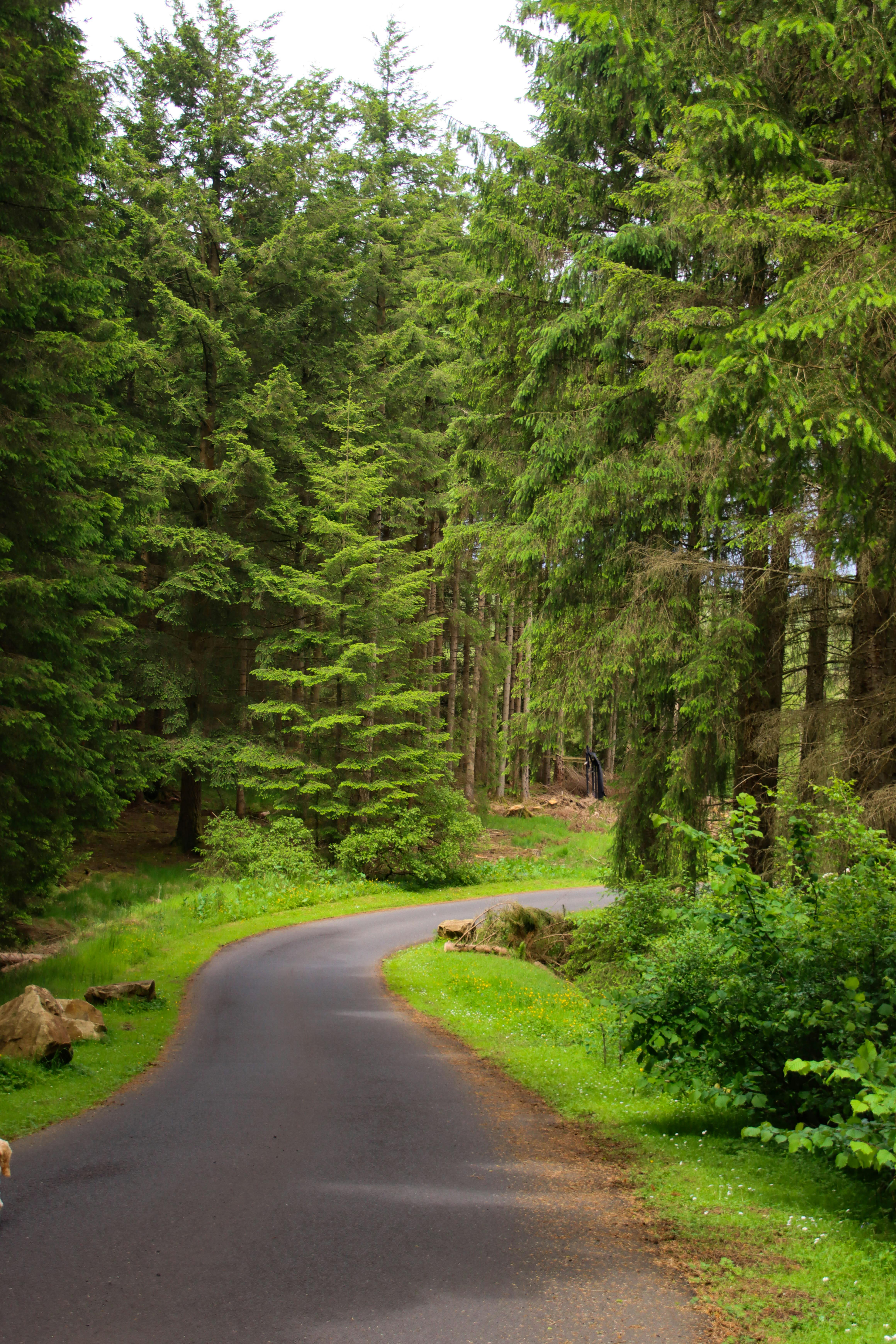 Country Road with Pine Trees · Free Stock Photo