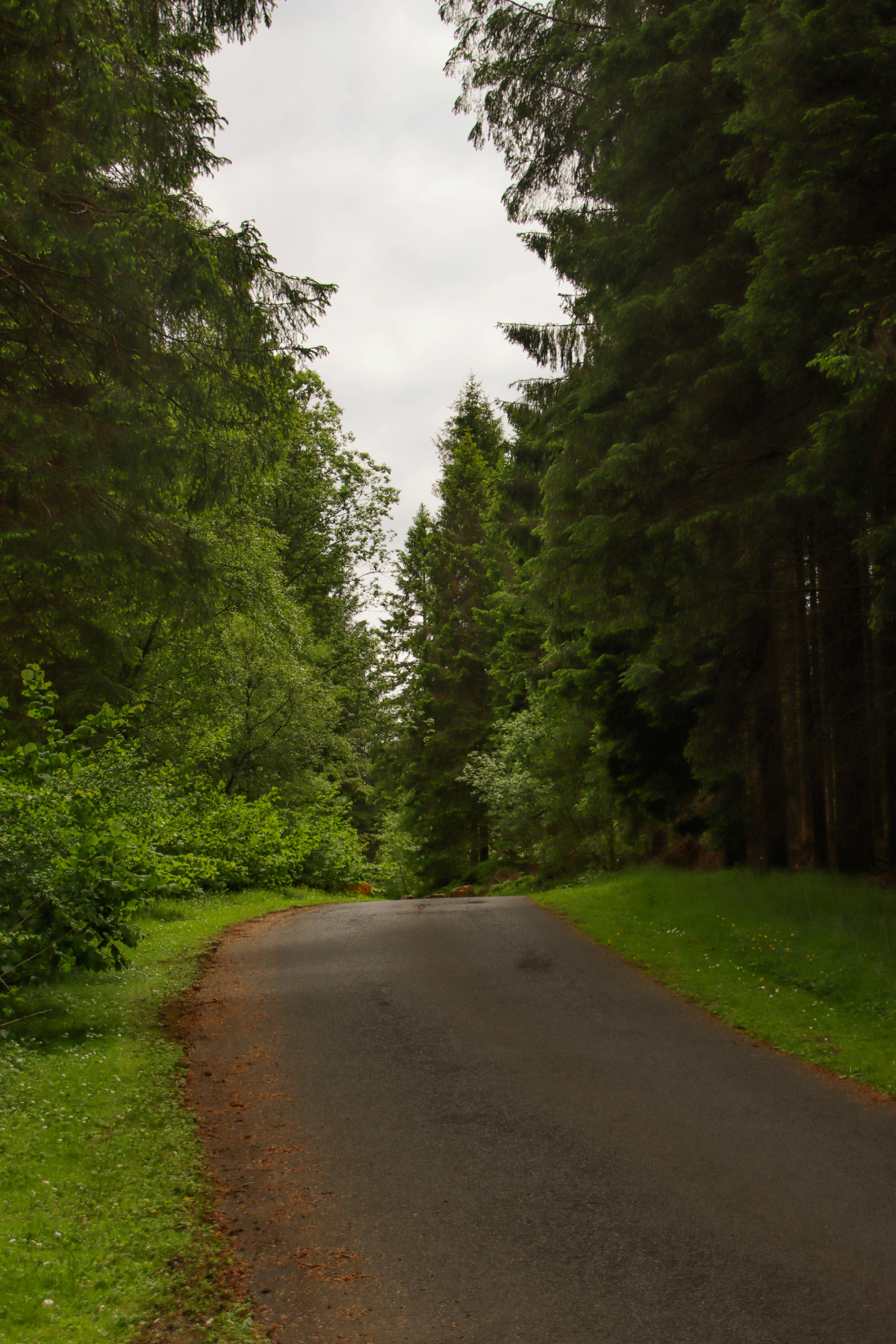 Green Trees Alongside a Country Road · Free Stock Photo