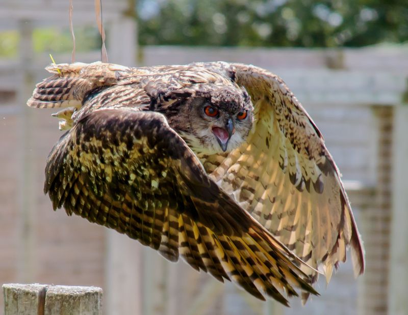 600+ Best Owl Images · 100% Free Download · Pexels Stock Photos