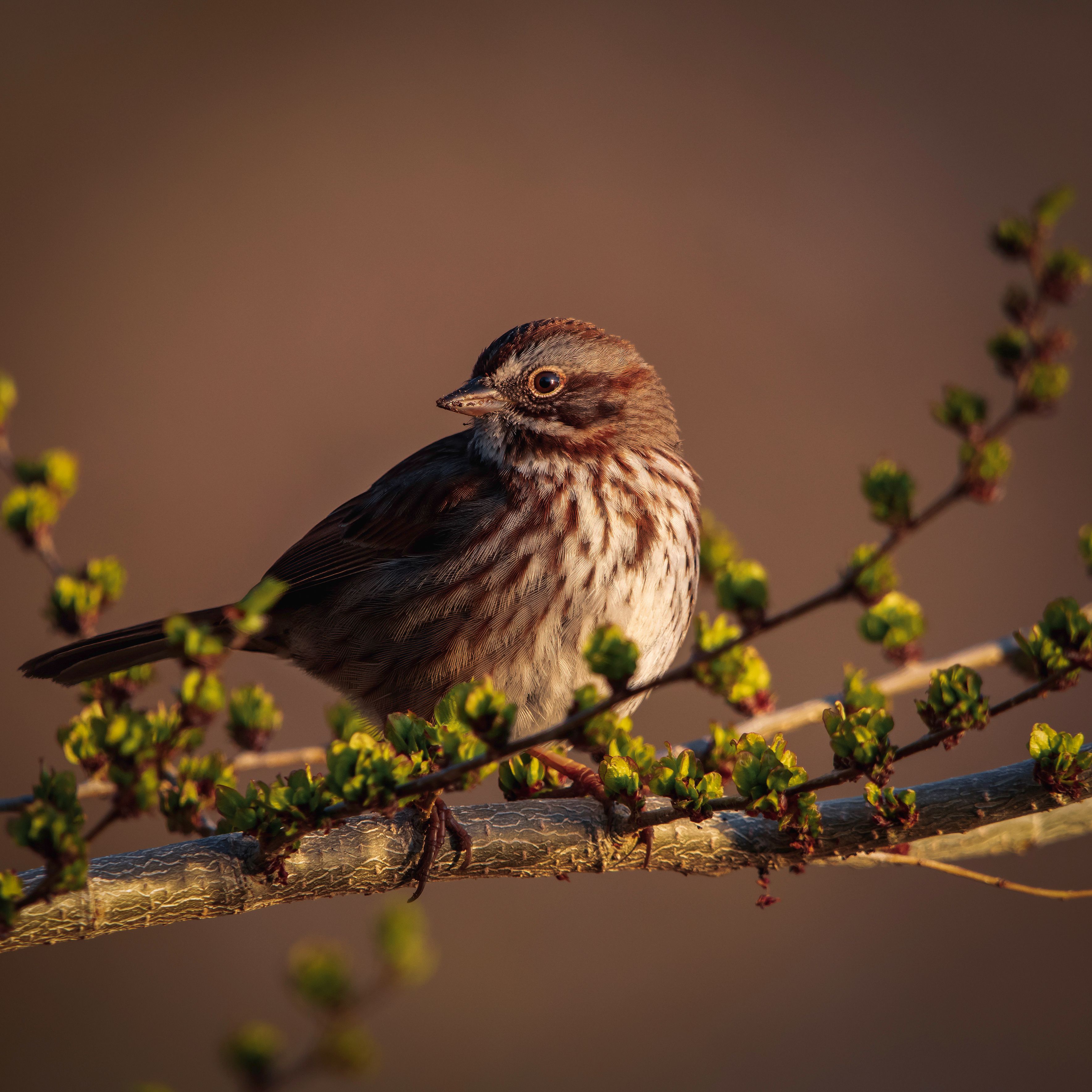 Sparrow Perching on Branch · Free Stock Photo