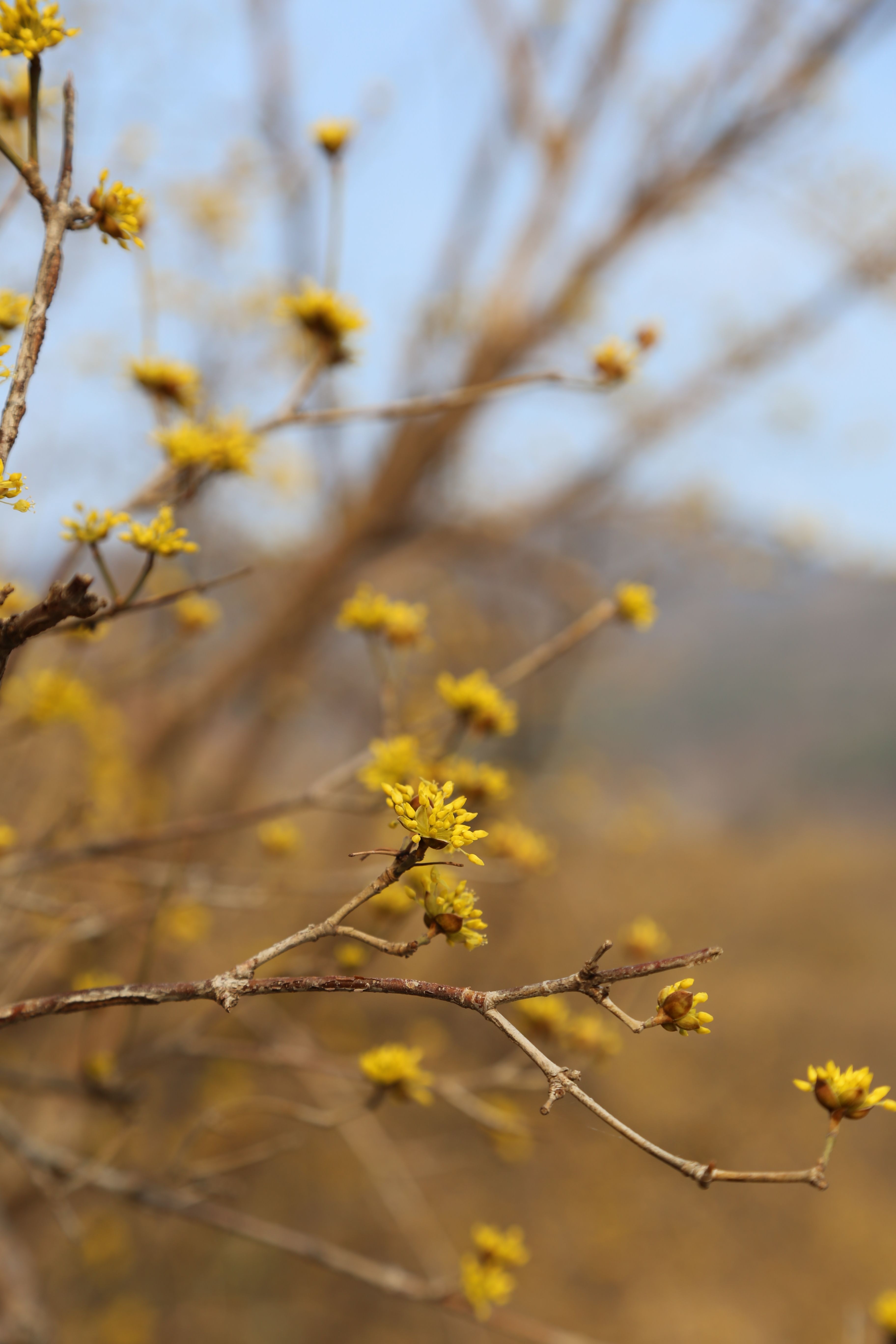 Tangled Branches of Shrub · Free Stock Photo