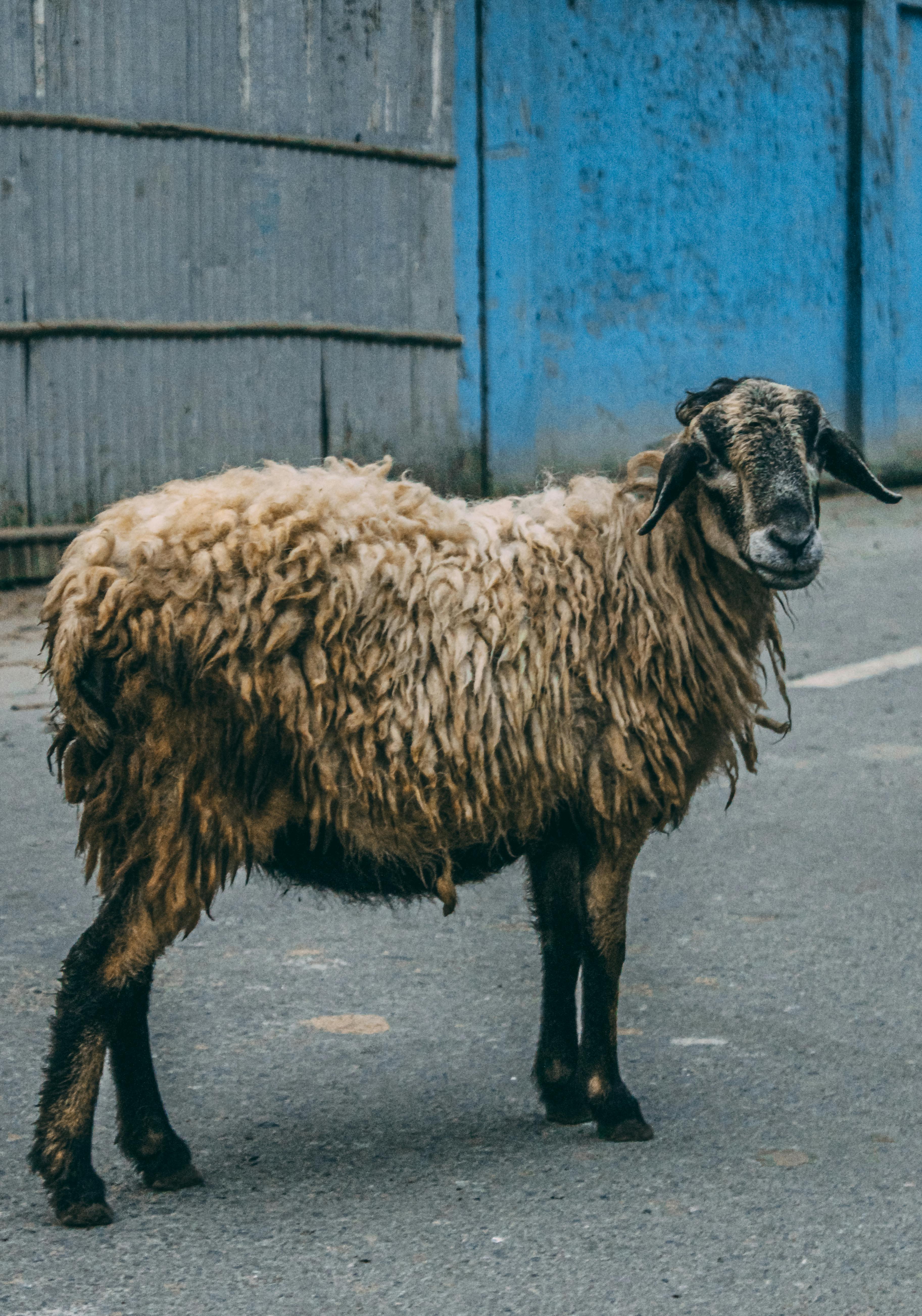 Sheep Sheppard Photos, Download The BEST Free Sheep Sheppard Stock ...