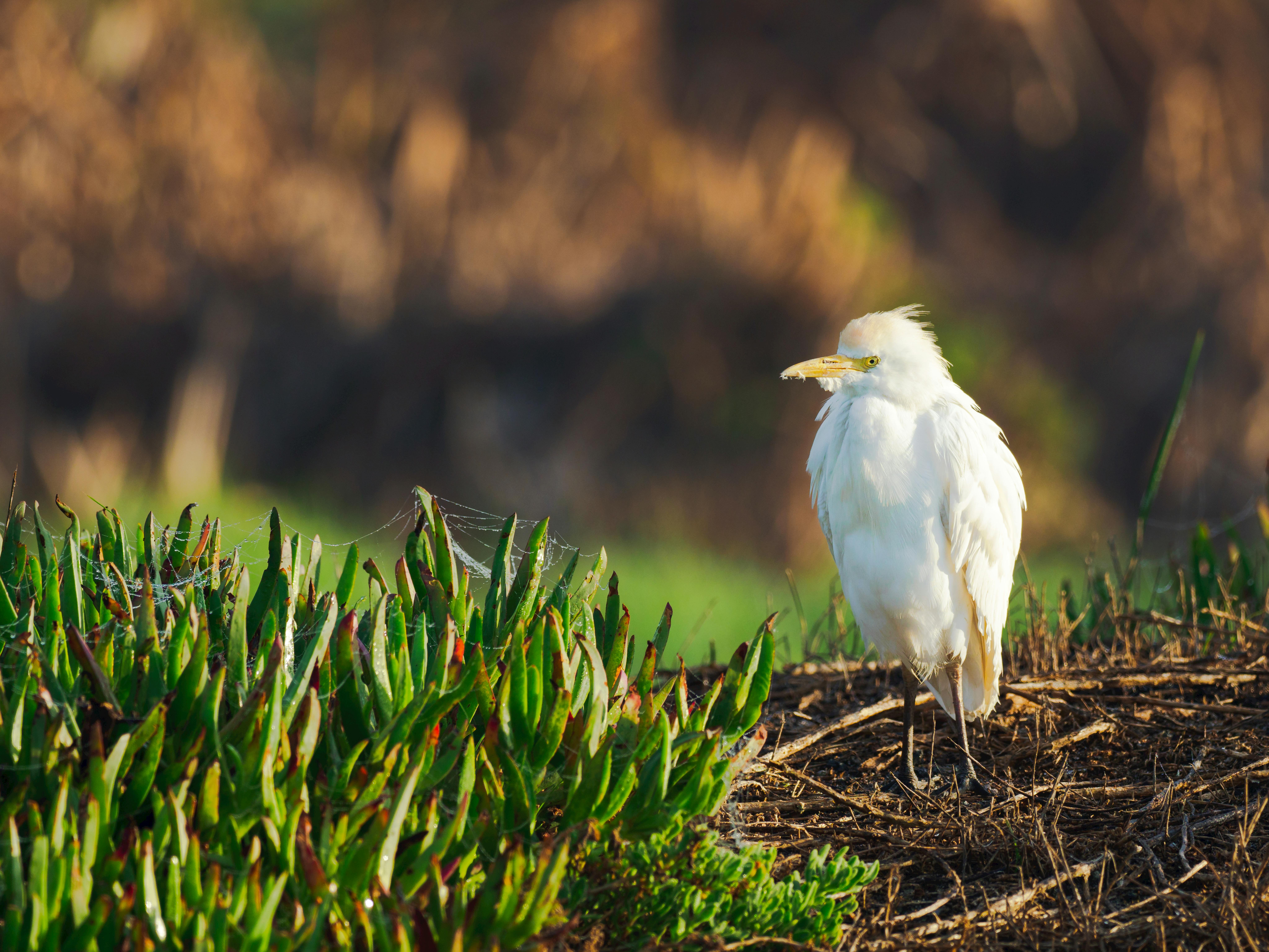 White Bird · Free Stock Photo