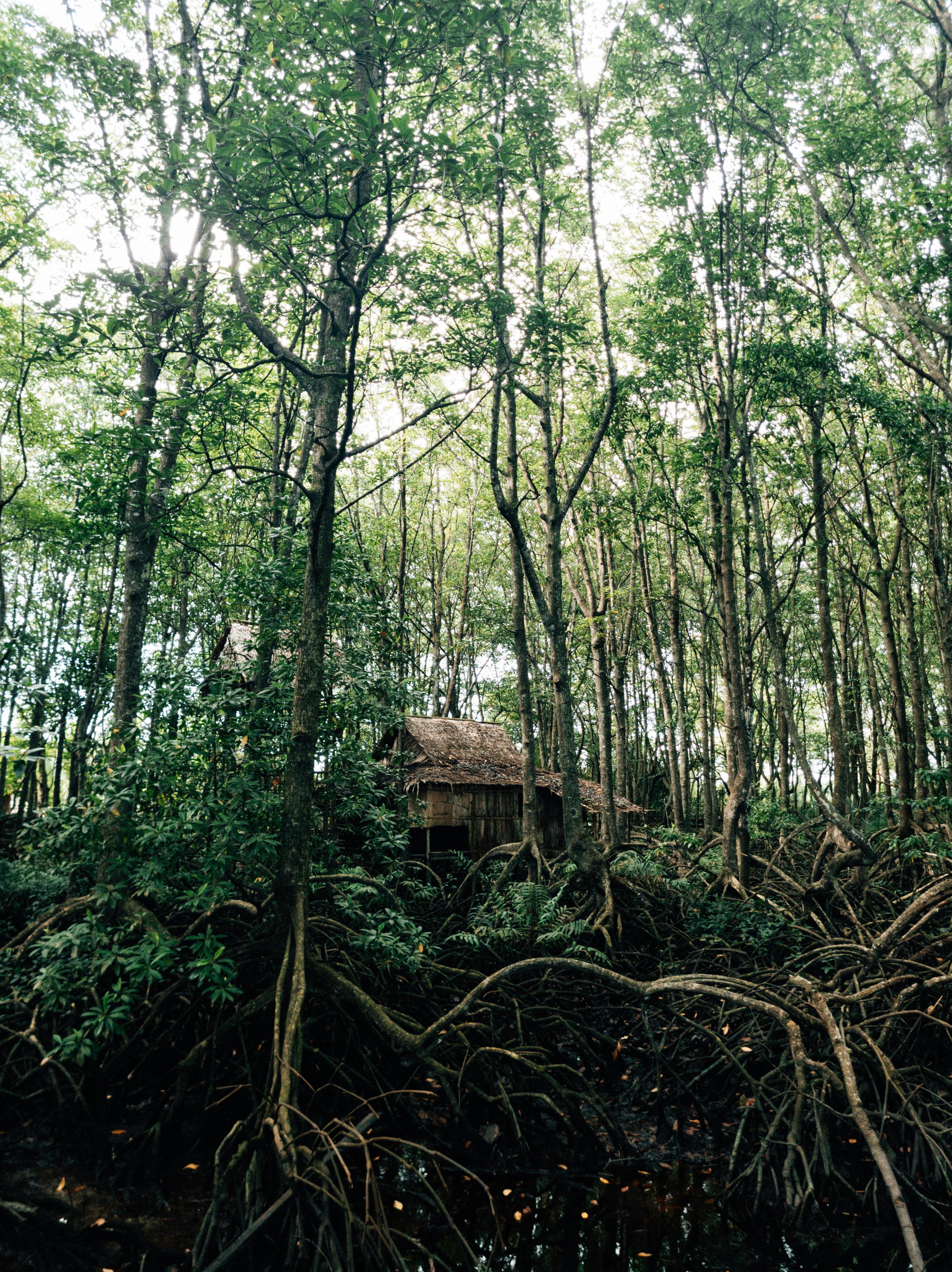 Trees in Forest and Hut behind · Free Stock Photo