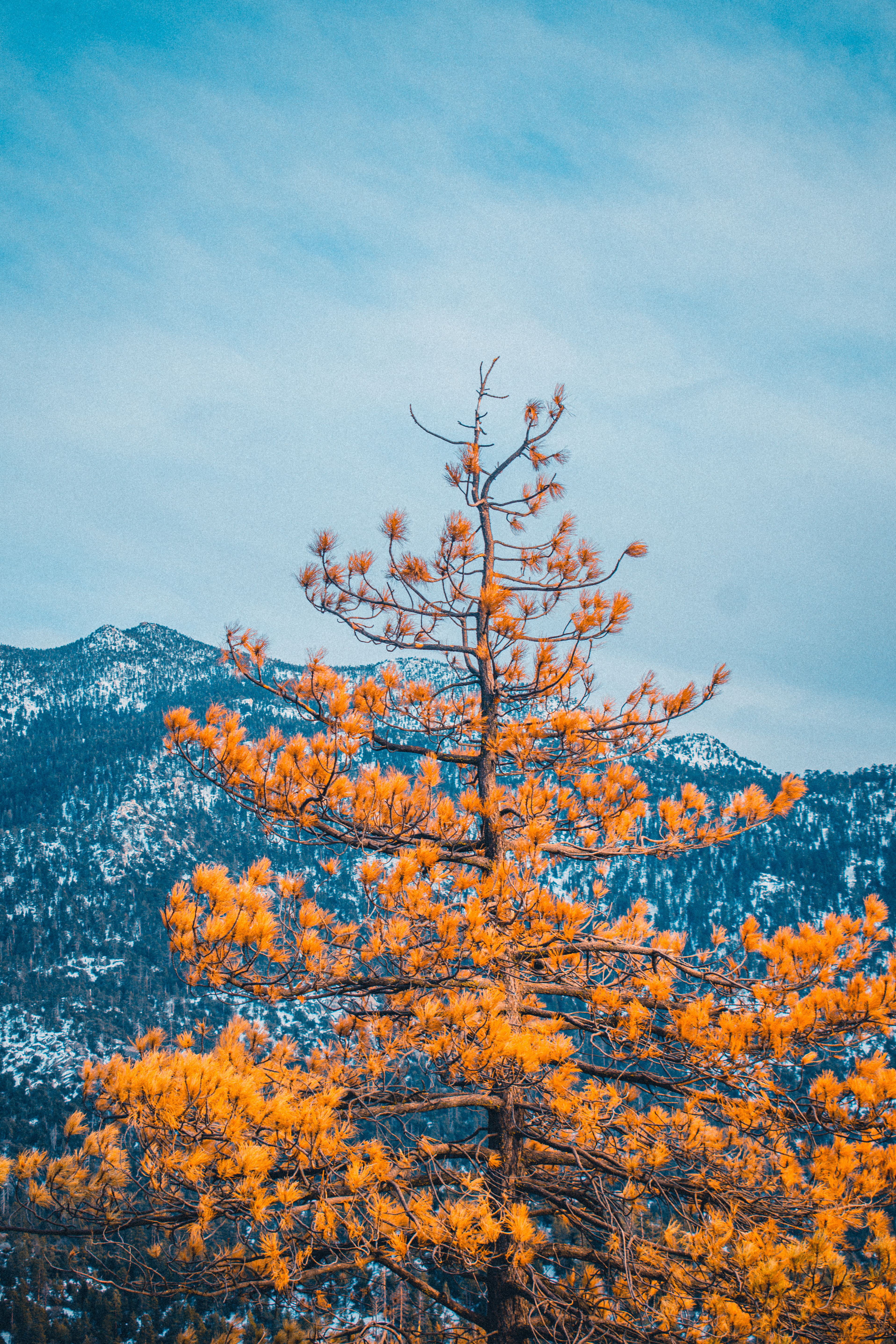 Clouds over Autumn Tree · Free Stock Photo