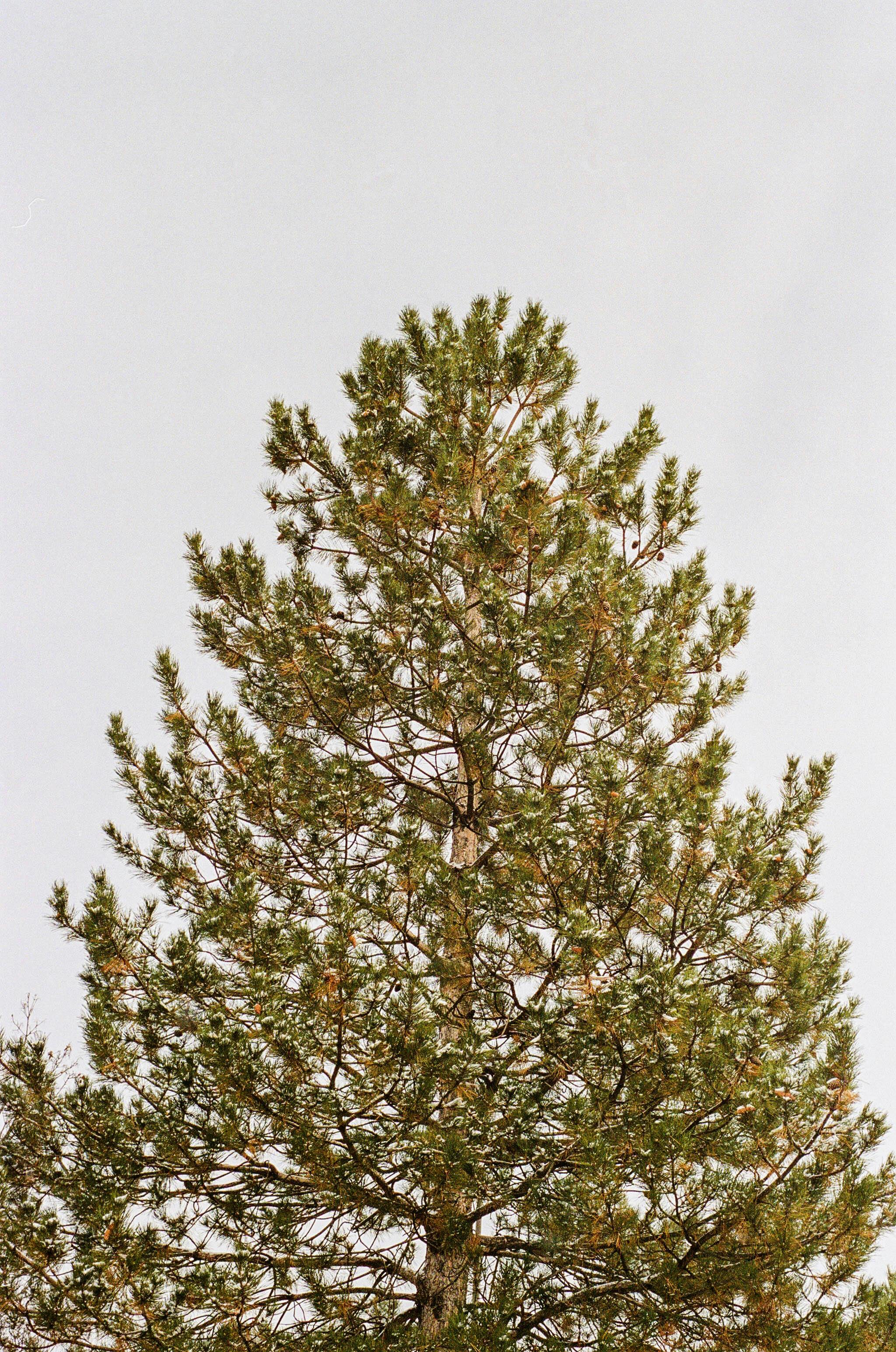 Crown of Tree · Free Stock Photo