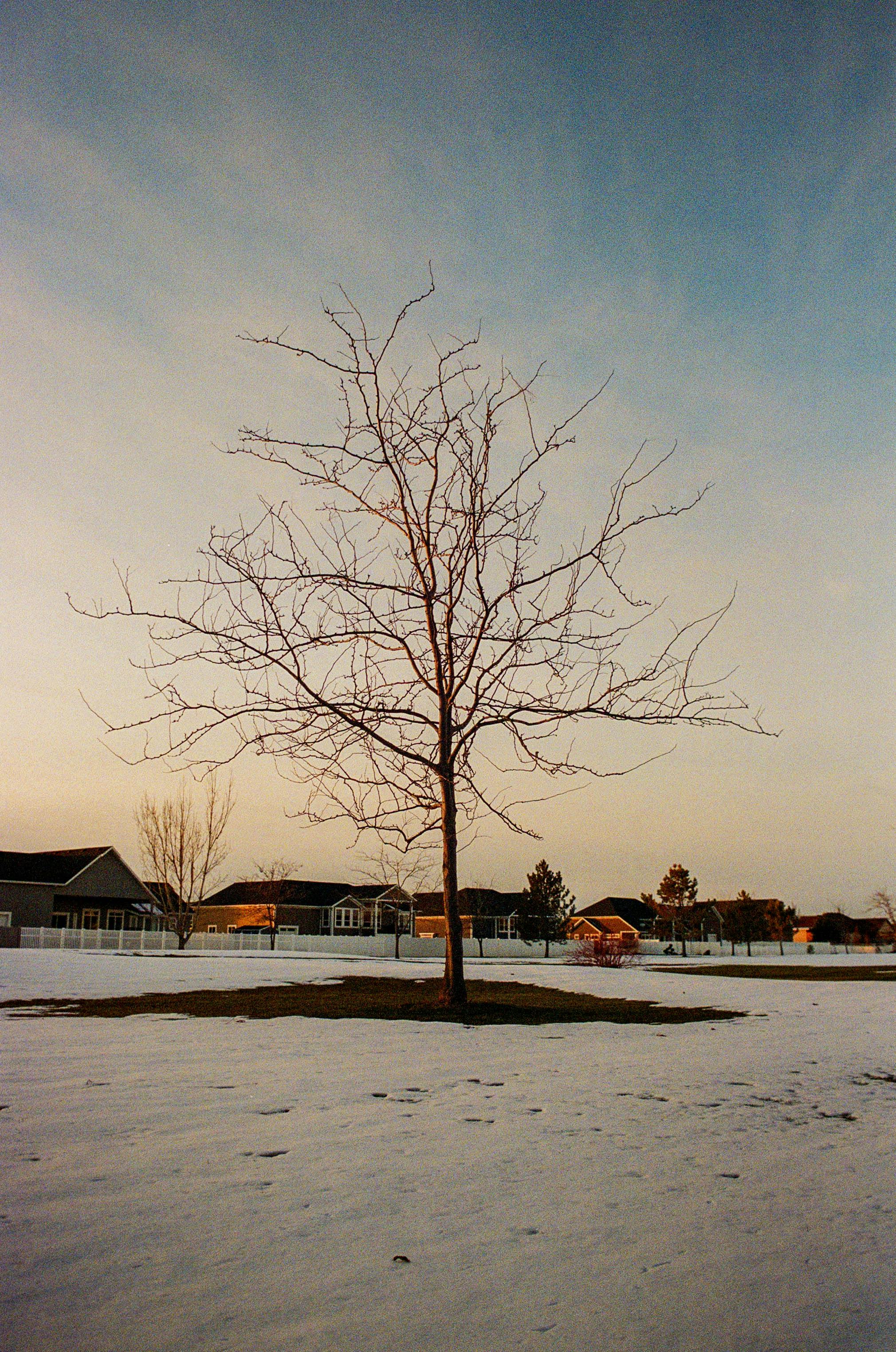 Bare Tree on Cropland · Free Stock Photo