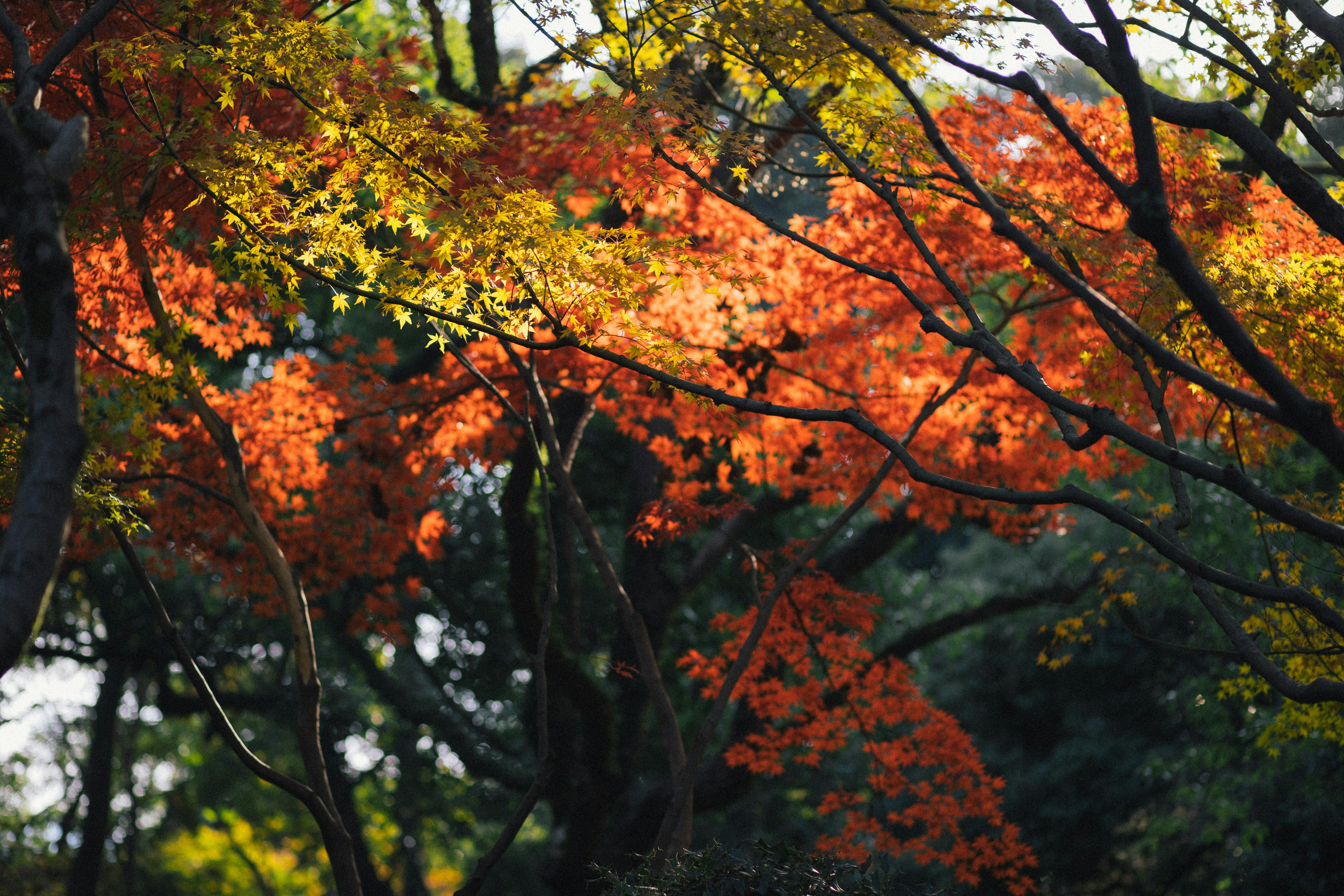 Flowering Tree · Free Stock Photo