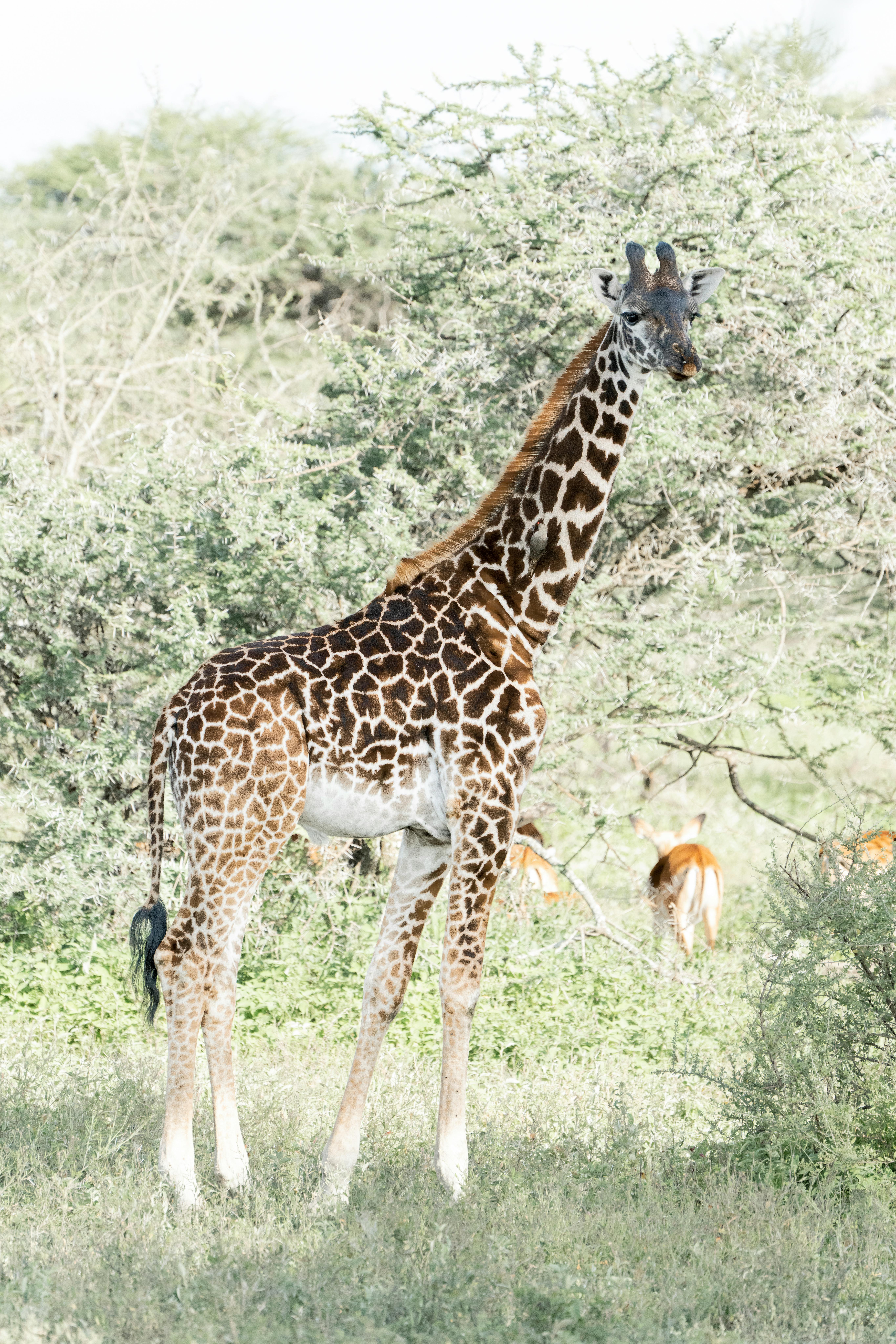 Giraffe in Nature · Free Stock Photo