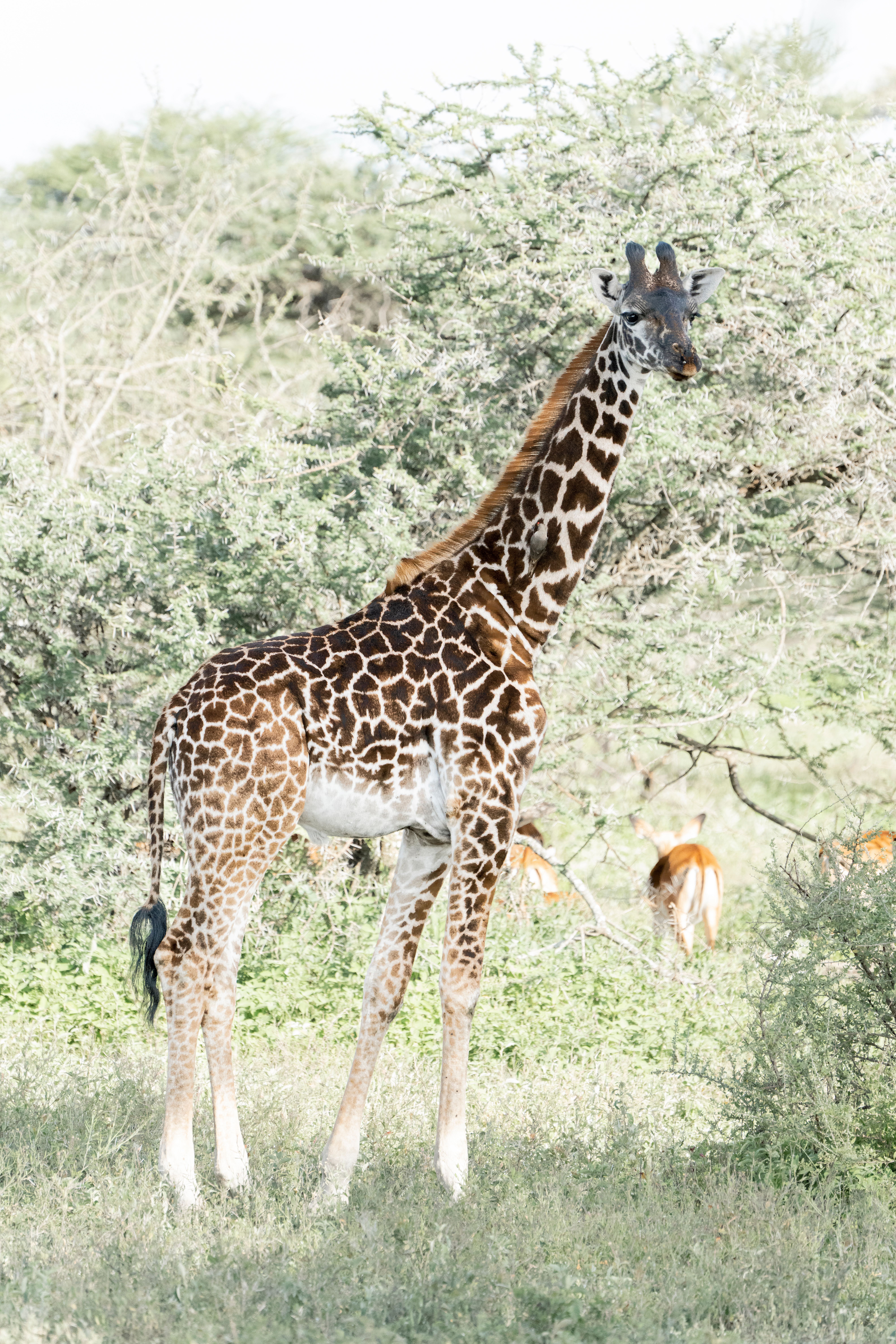 Giraffe in Nature · Free Stock Photo