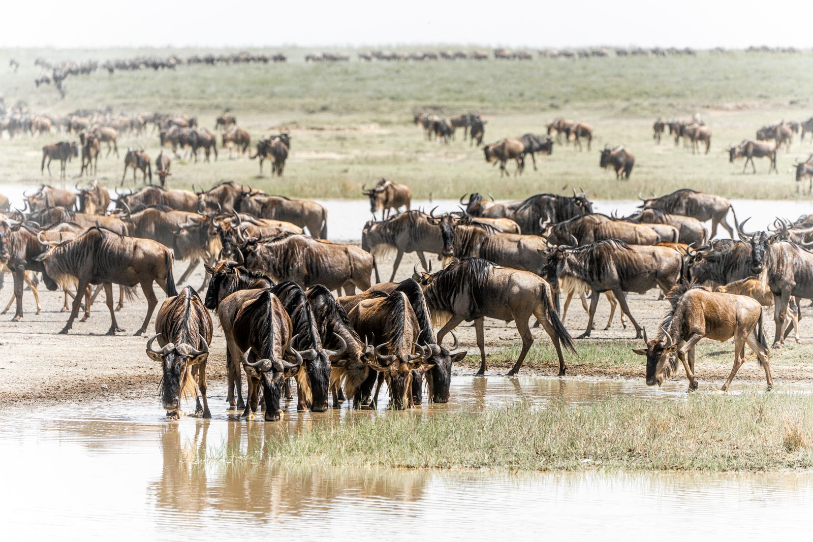 Blue Wildebeest Photos, Download The BEST Free Blue Wildebeest Stock ...