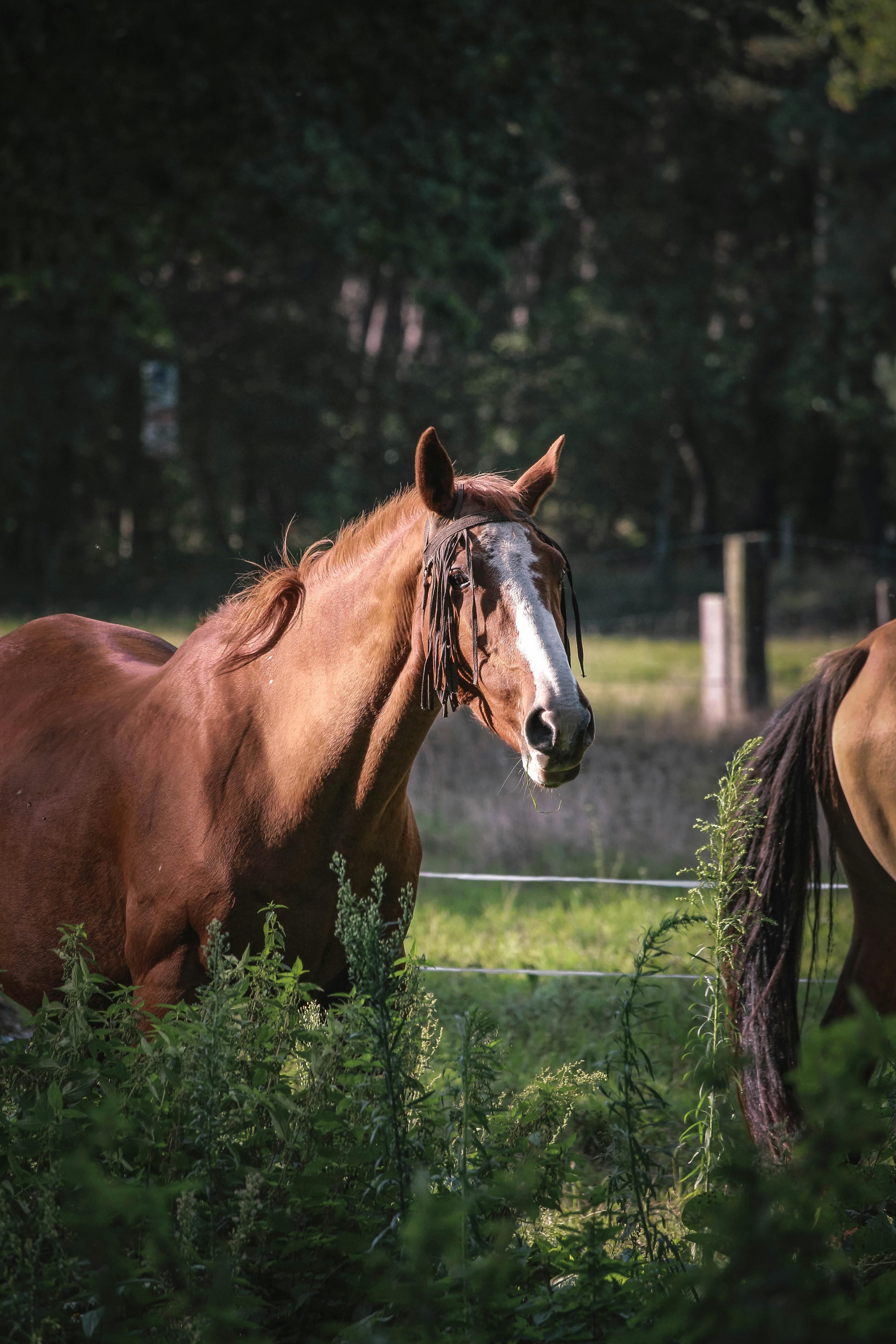 Wild Horse in Nature · Free Stock Photo