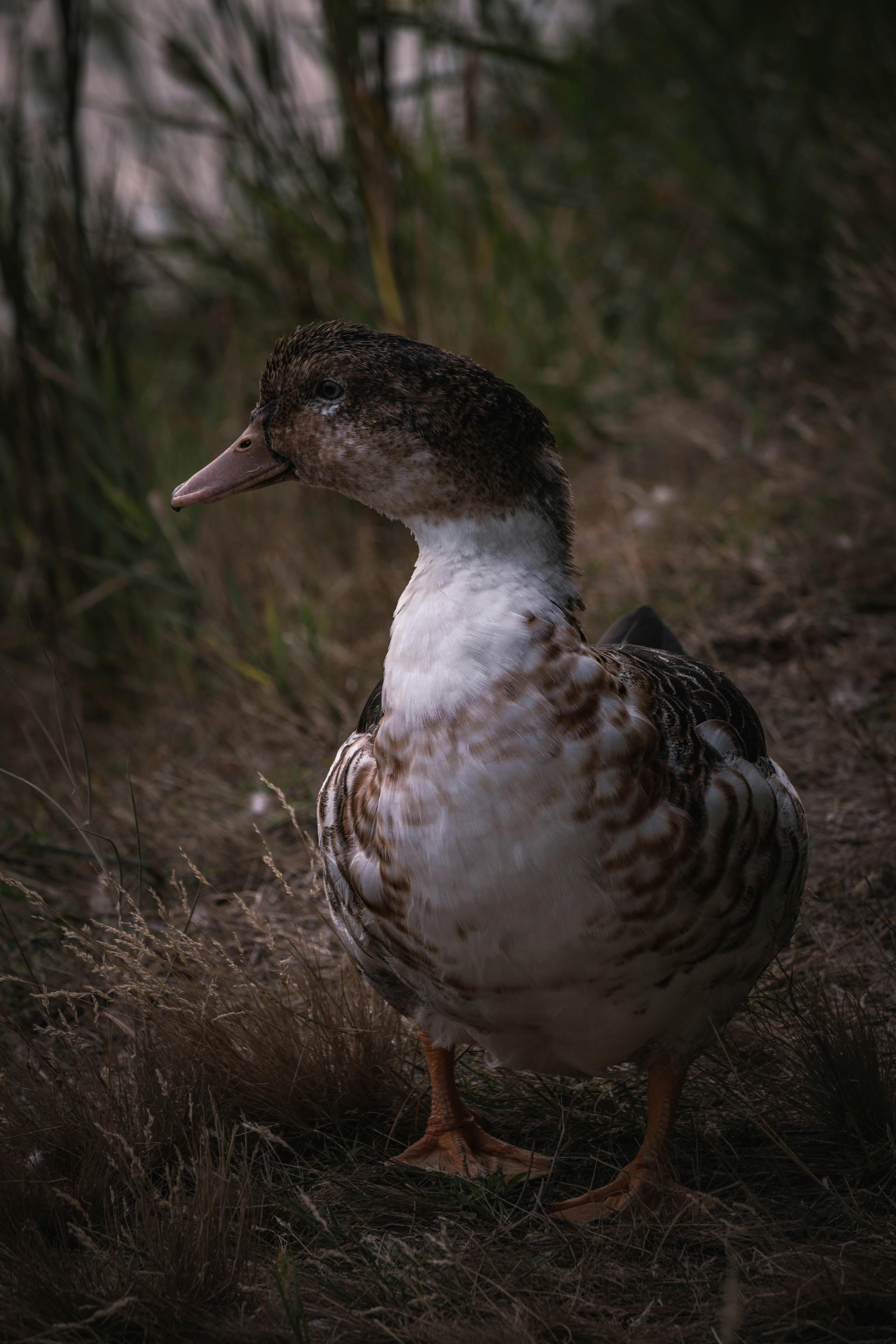 Foto de stock gratuita sobre animal, caminando, césped, fauna, ganado ...