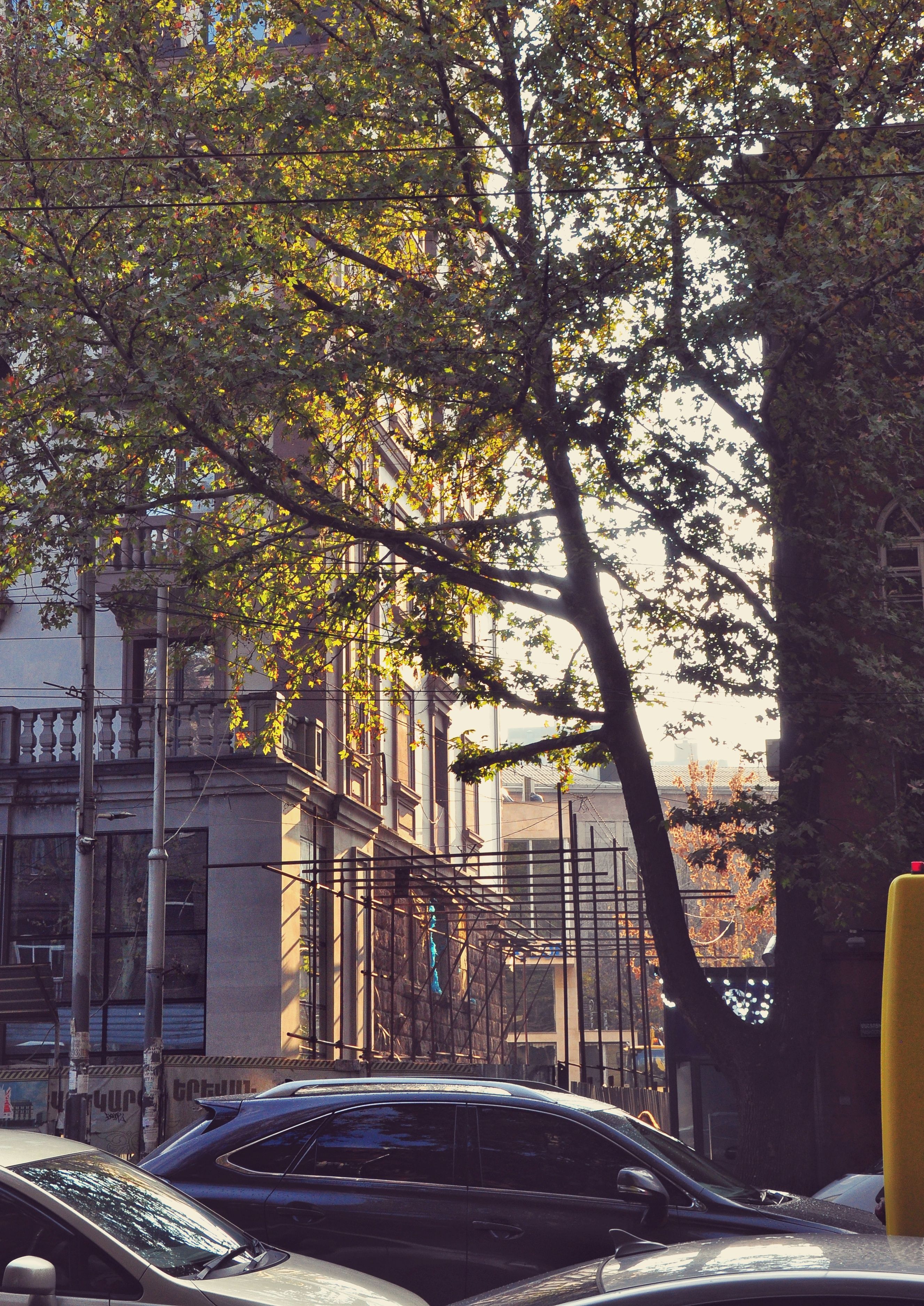 Tree behind Cars in Town · Free Stock Photo