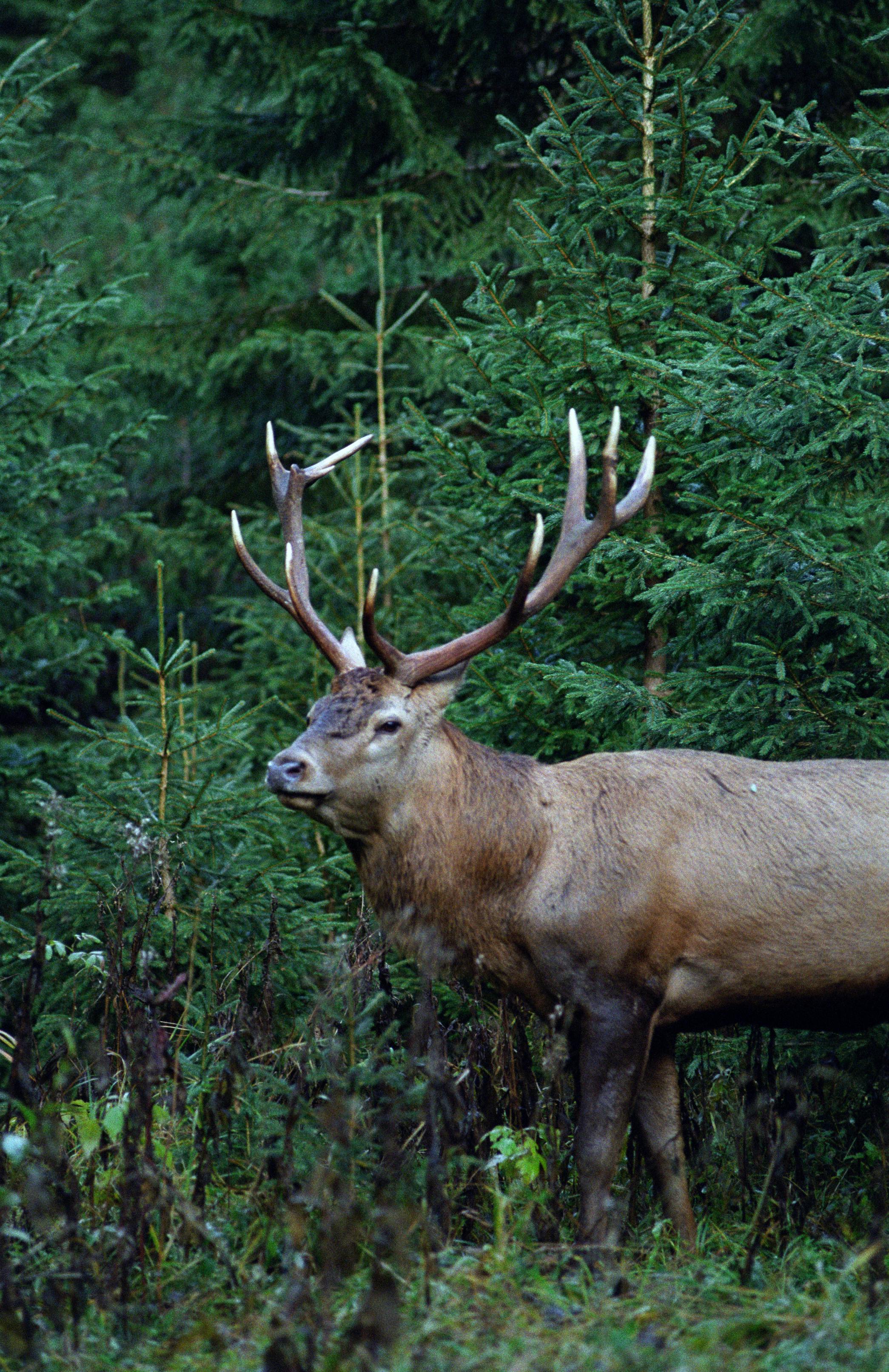View of a Stag on the Background of Green Trees · Free Stock Photo