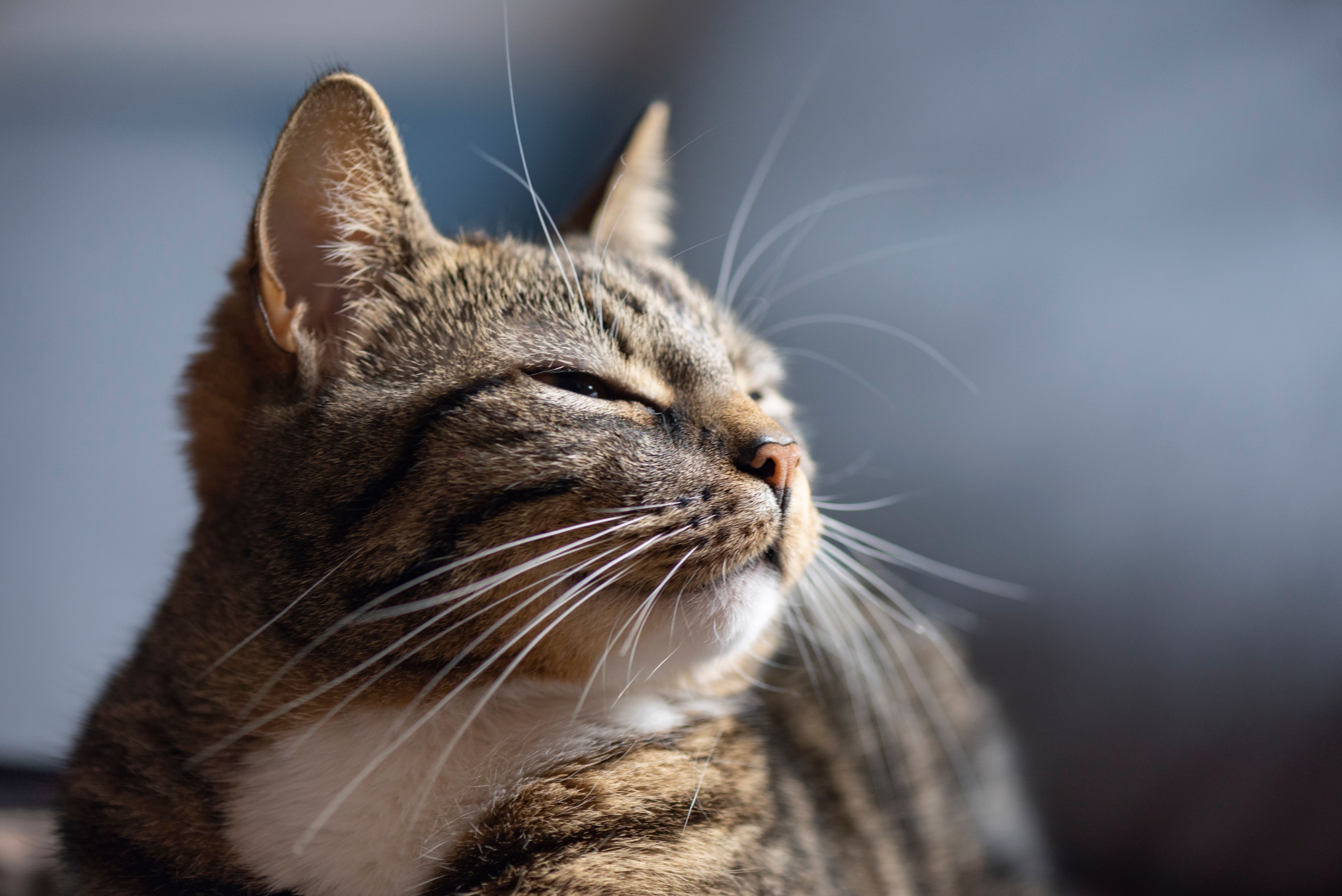 Close-up of a Cat Squinting Its Eyes in Sunlight · Free Stock Photo