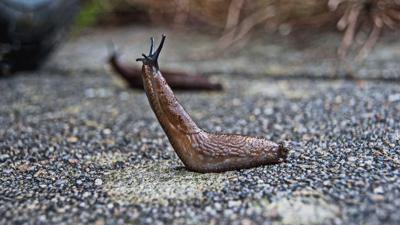 Slug Photos, Download The BEST Free Slug Stock Photos & HD Images