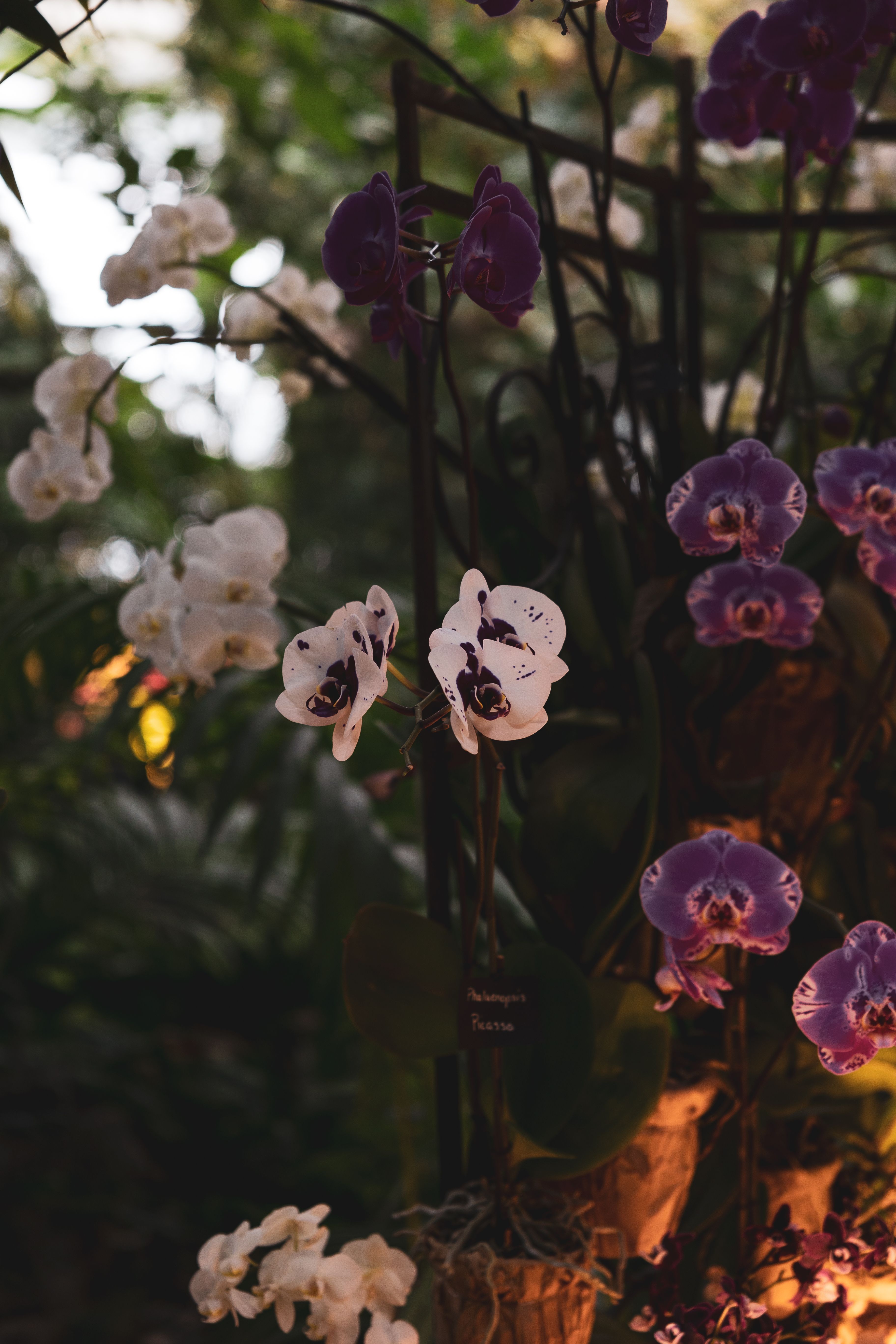 Close-up of Orchids in a Botanical Garden · Free Stock Photo