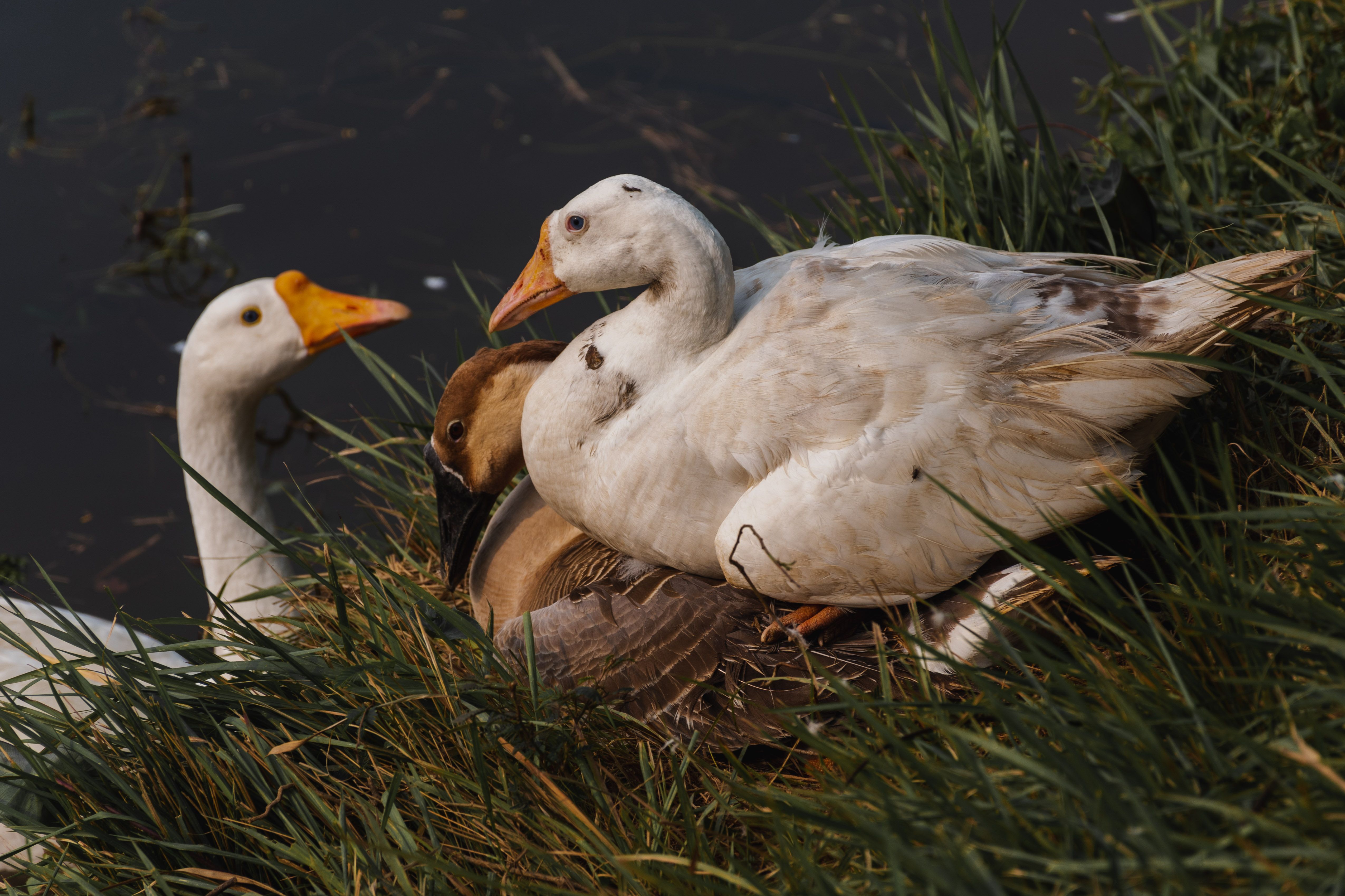 Geese and a Duck Sitting on the Grass by the Water · Free Stock Photo