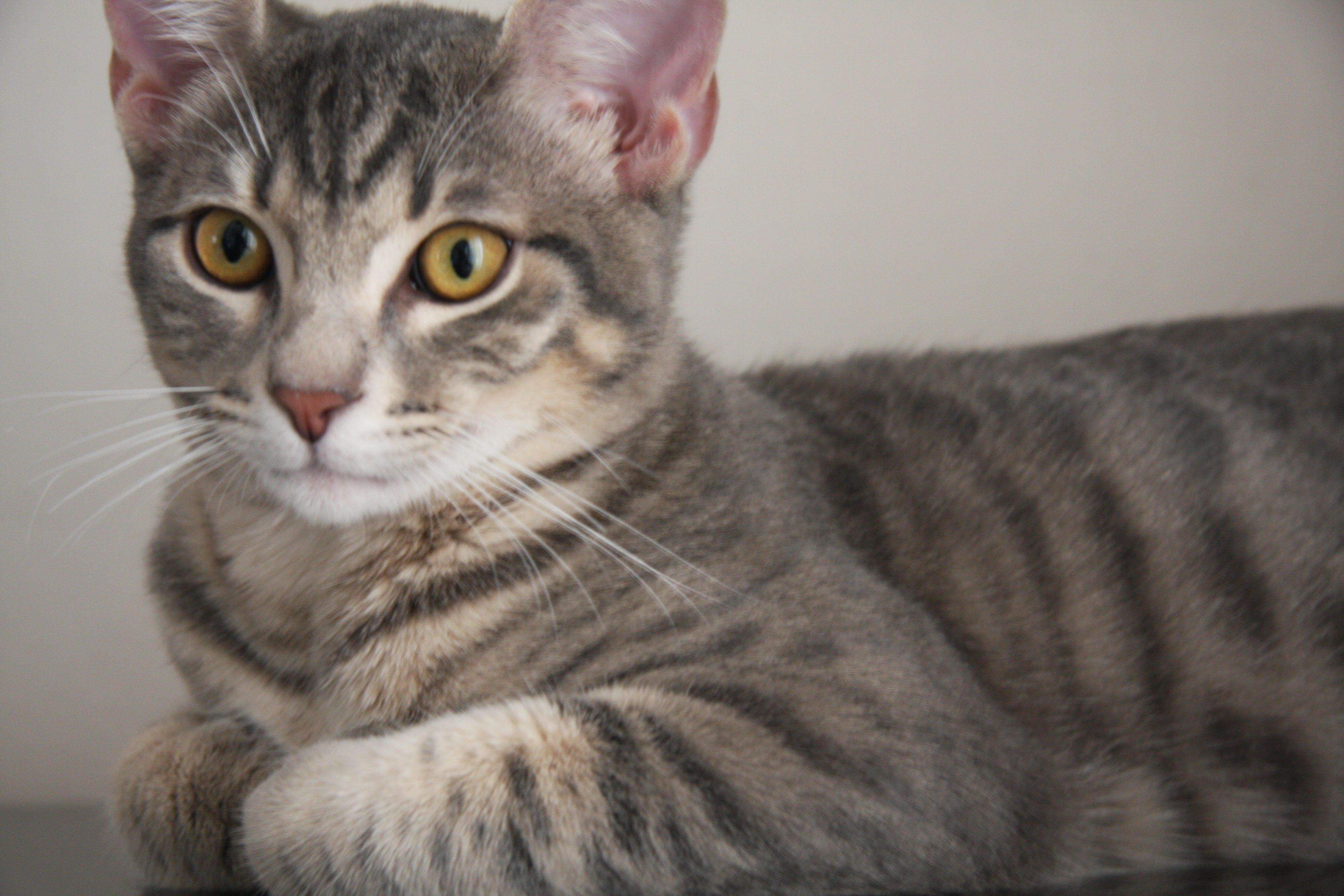 Free Stock Photo Of Animal Cat Fur