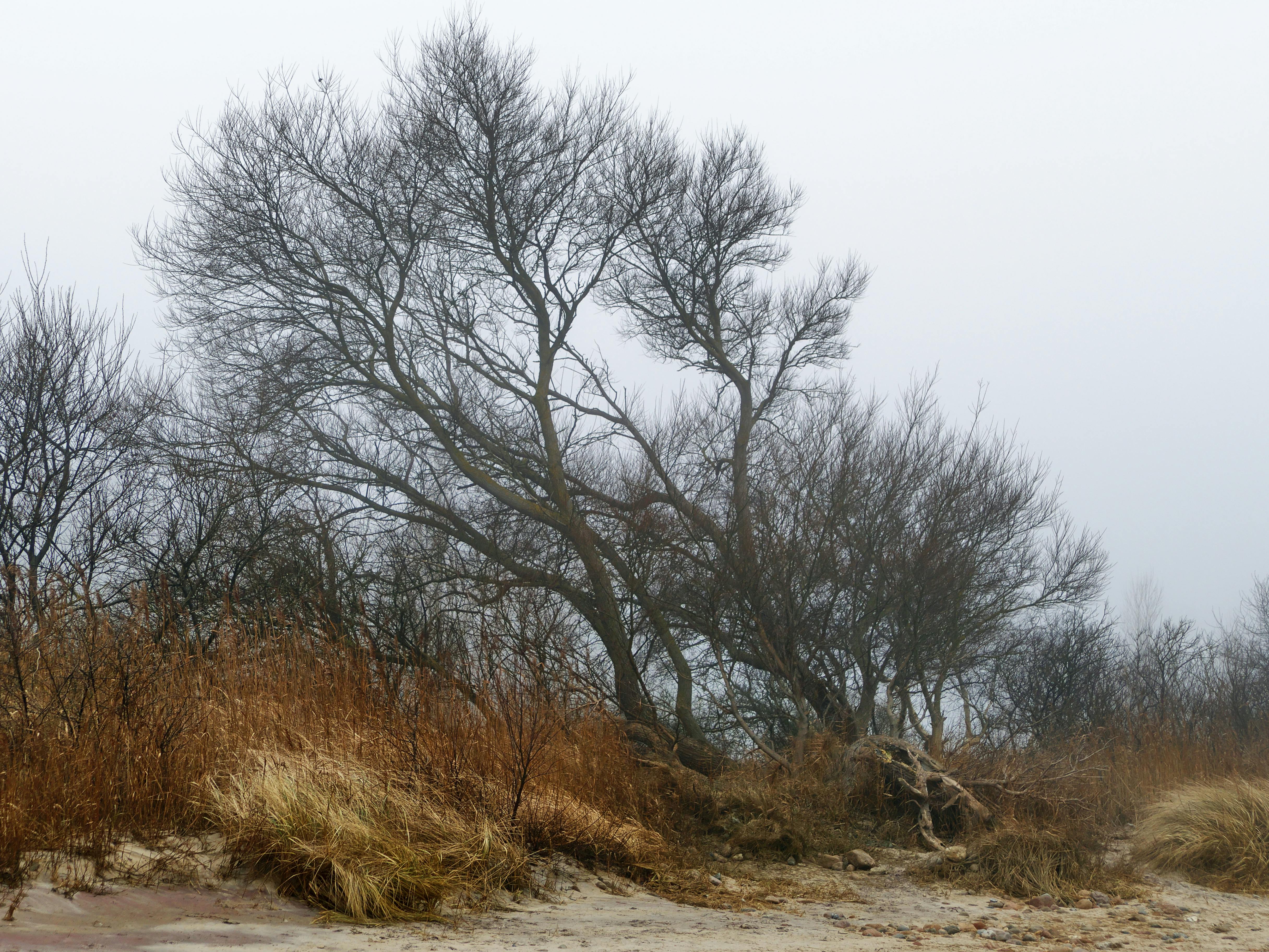 Bare, Bent Trees near Beach · Free Stock Photo