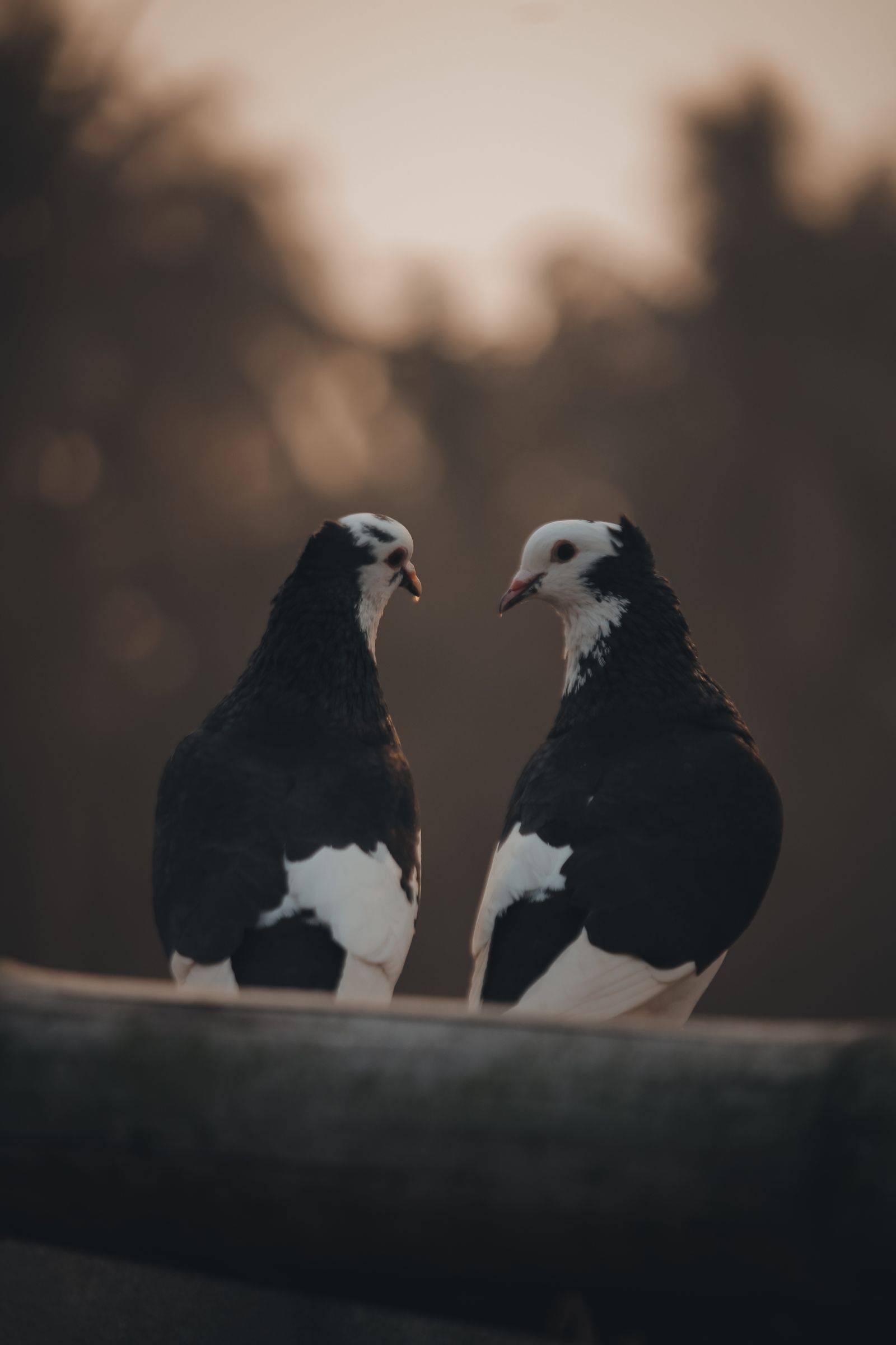Cute Pigeon Photos, Download The BEST Free Cute Pigeon Stock Photos ...