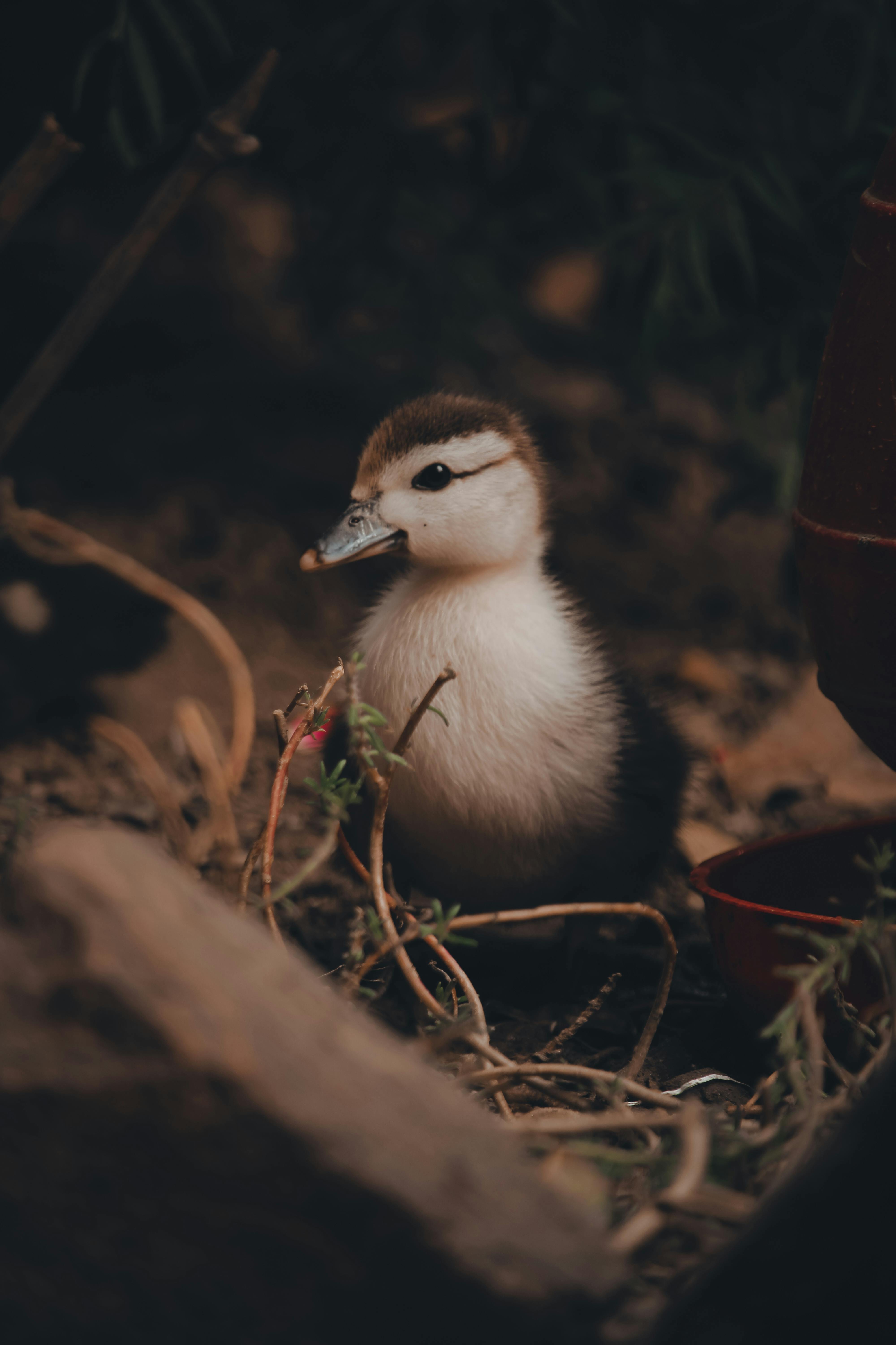 Yellow Duckling on Gray Dirt · Free Stock Photo