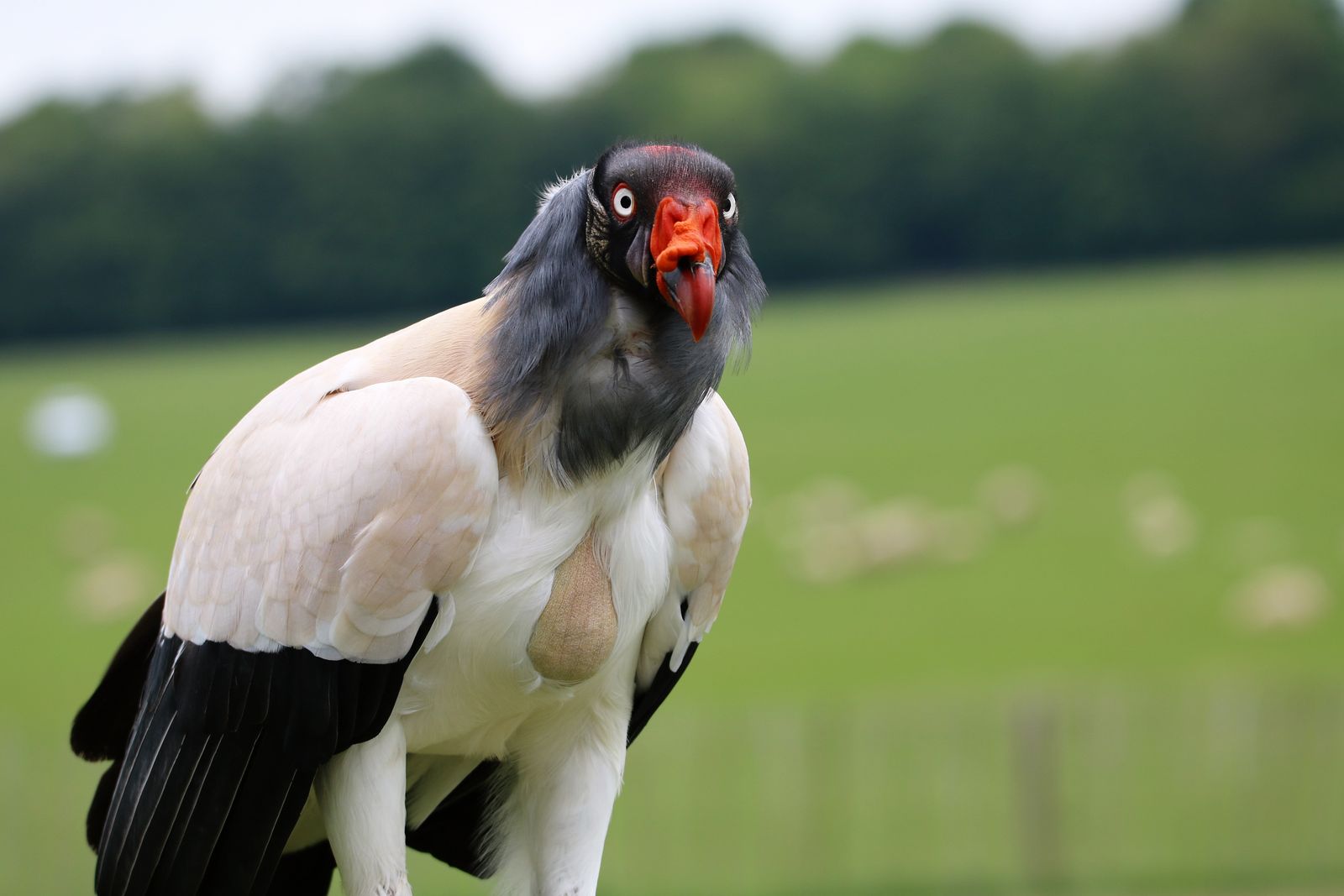 Vulture Photos, Download The BEST Free Vulture Stock Photos & HD Images