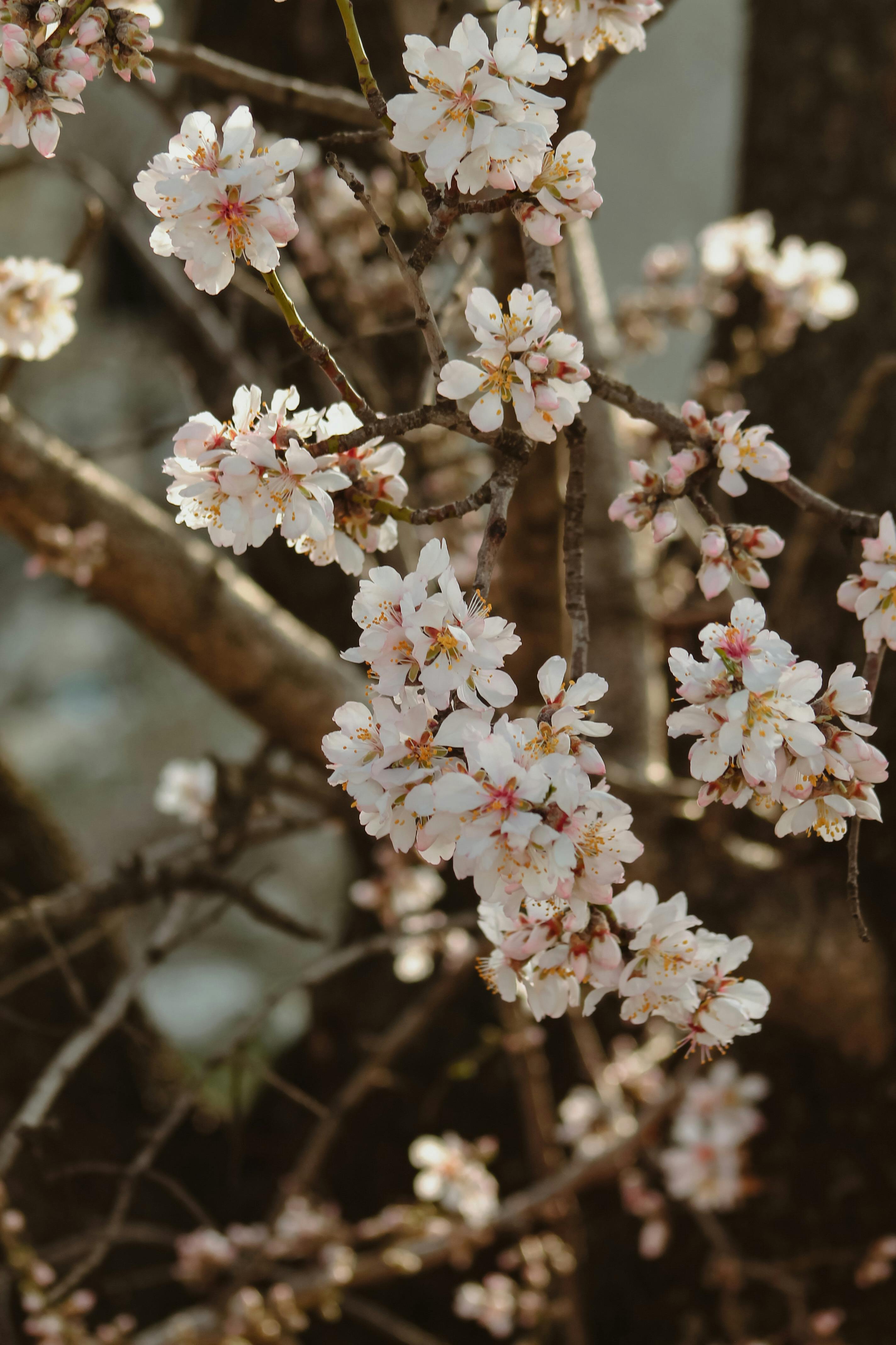Close up of White Blossoms on Branches · Free Stock Photo