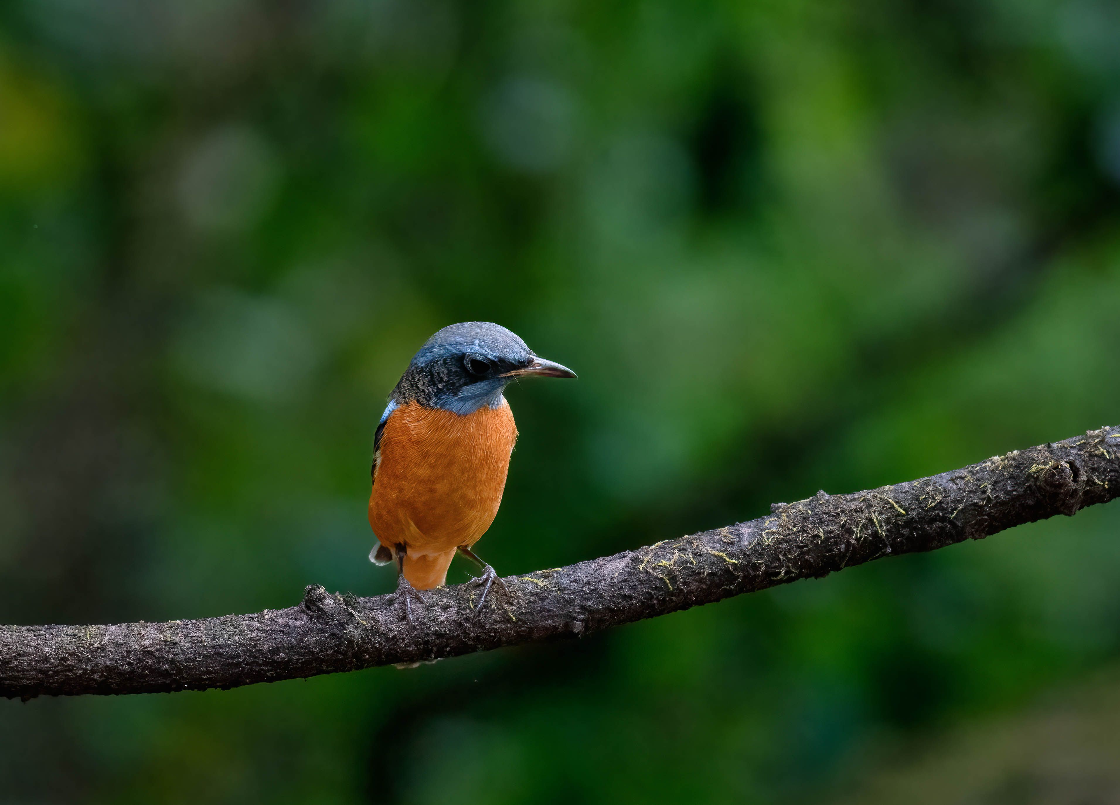 Blue-Capped Rock Thrush on Branch · Free Stock Photo