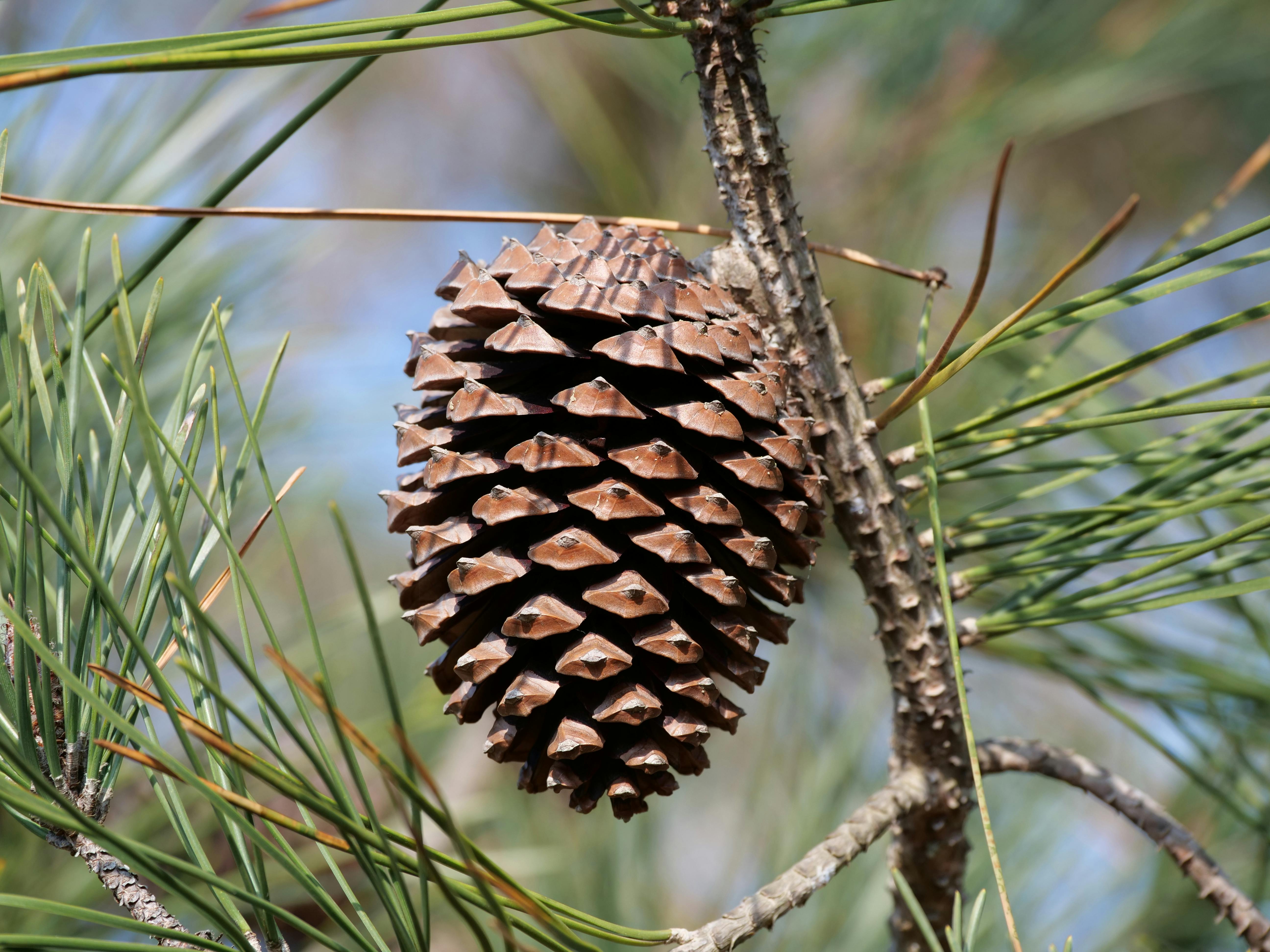 Close-up of Cone Hanging on Pine Tree · Free Stock Photo